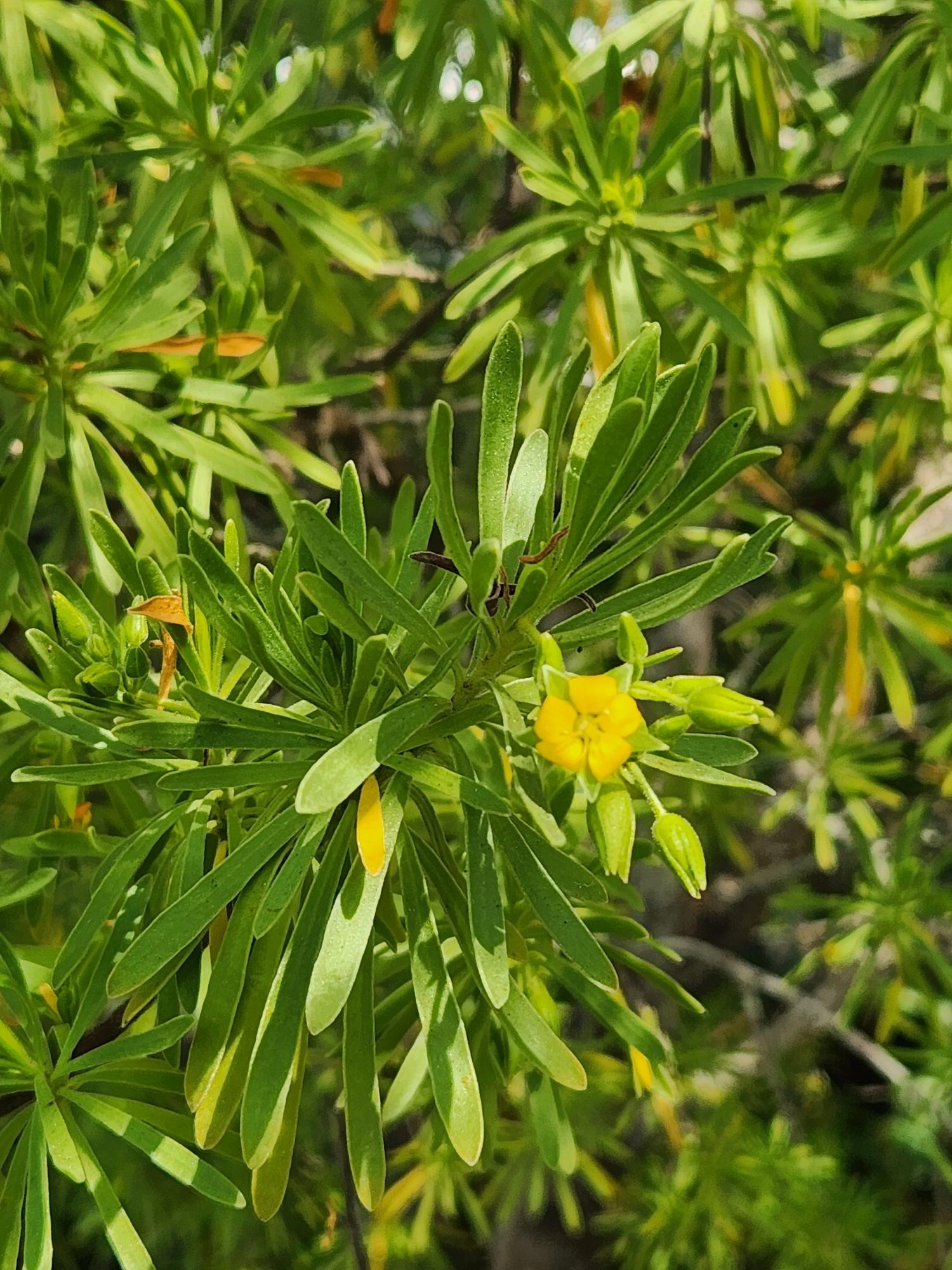Writing an Instruction Manual for Coastal Plants | Naples Botanical Garden