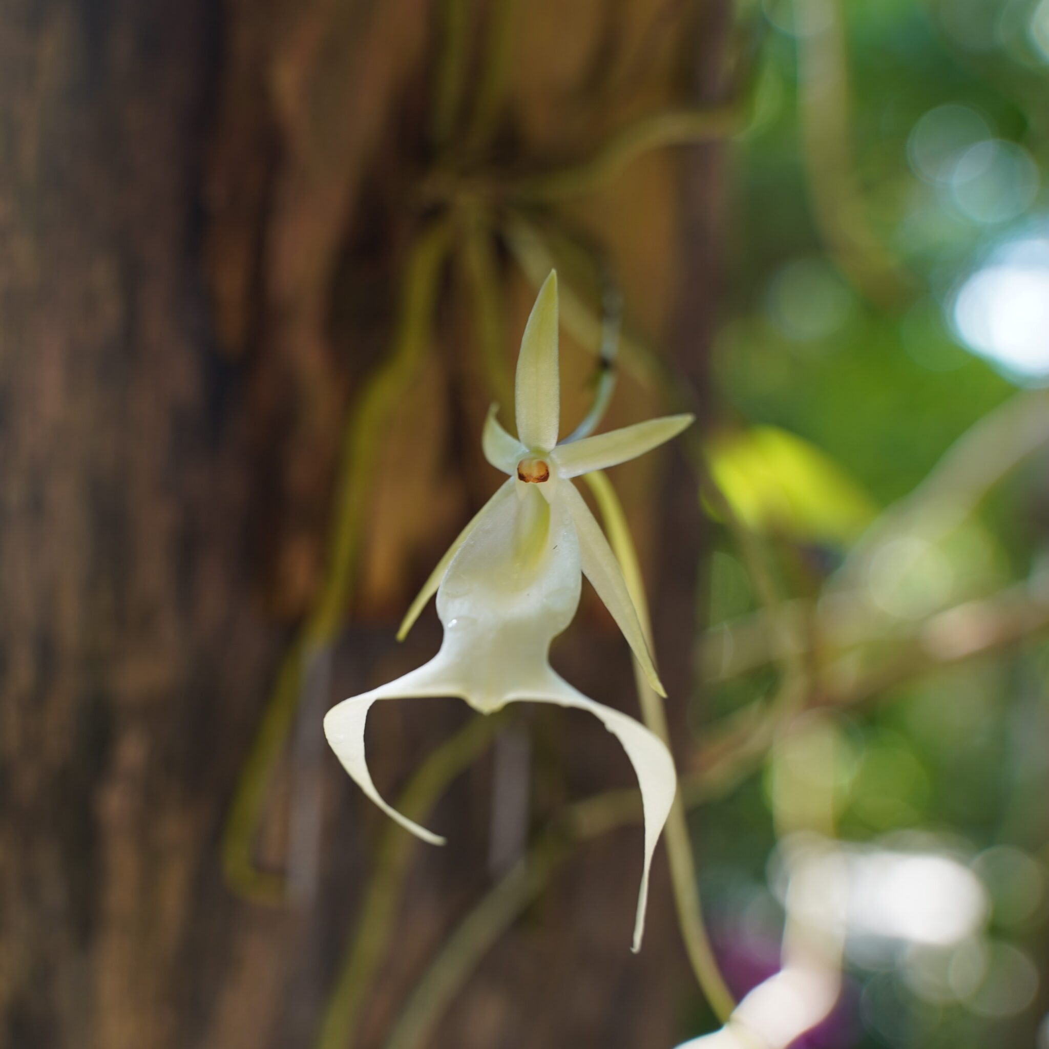 Orchids & Epiphytes | Naples Botanical Garden