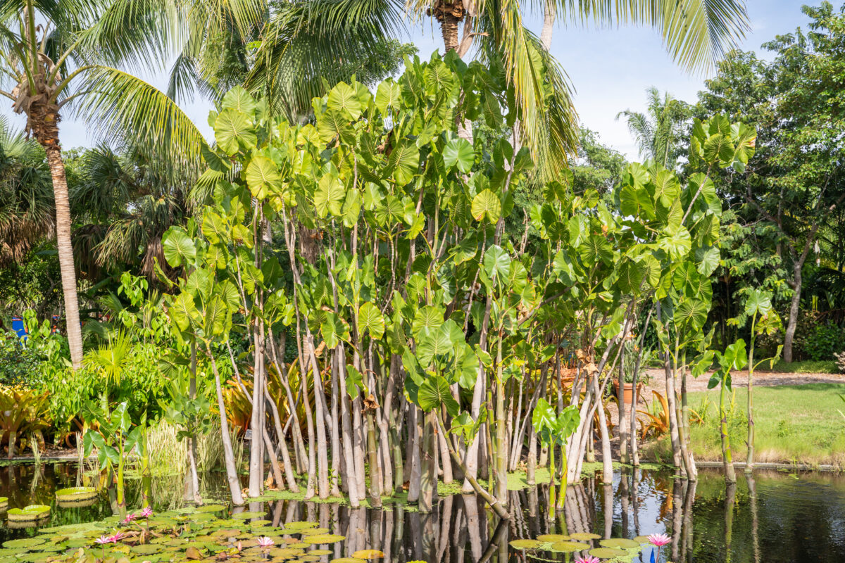 Aroids | Naples Botanical Garden