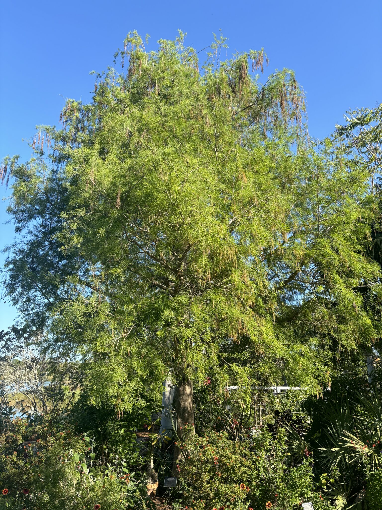From Shade to Shelter: How Keystone Trees Sustain Life | Naples ...