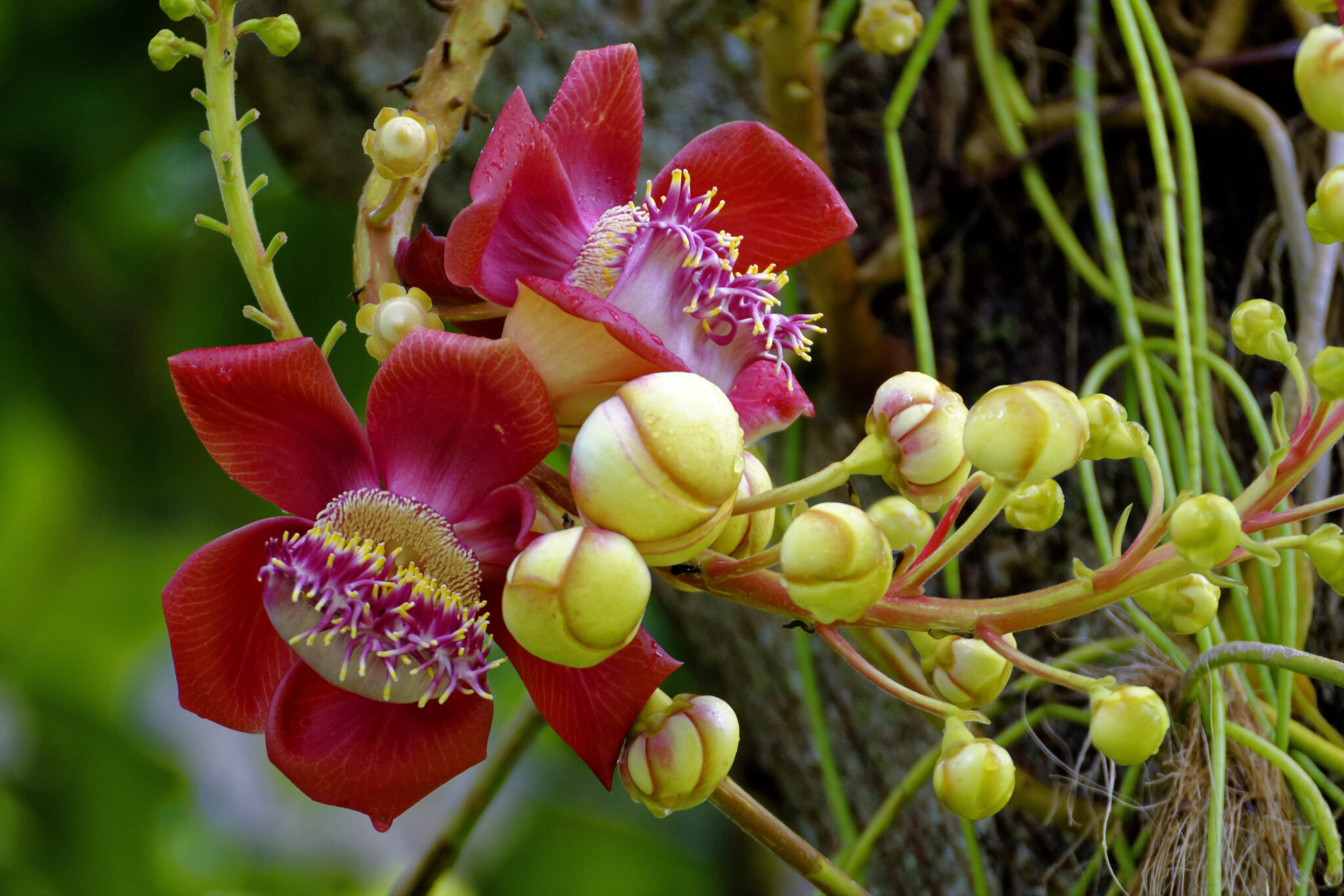 Flowering Trees | Naples Botanical Garden