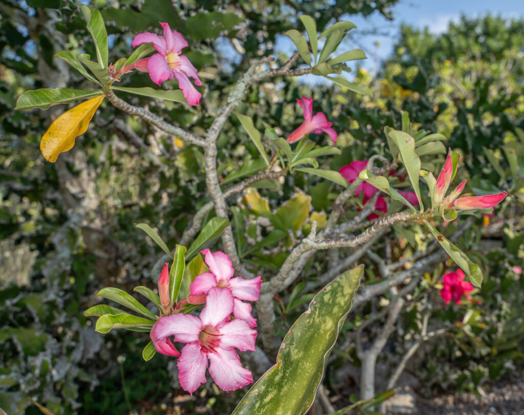 Cacti & Succulents | Naples Botanical Garden