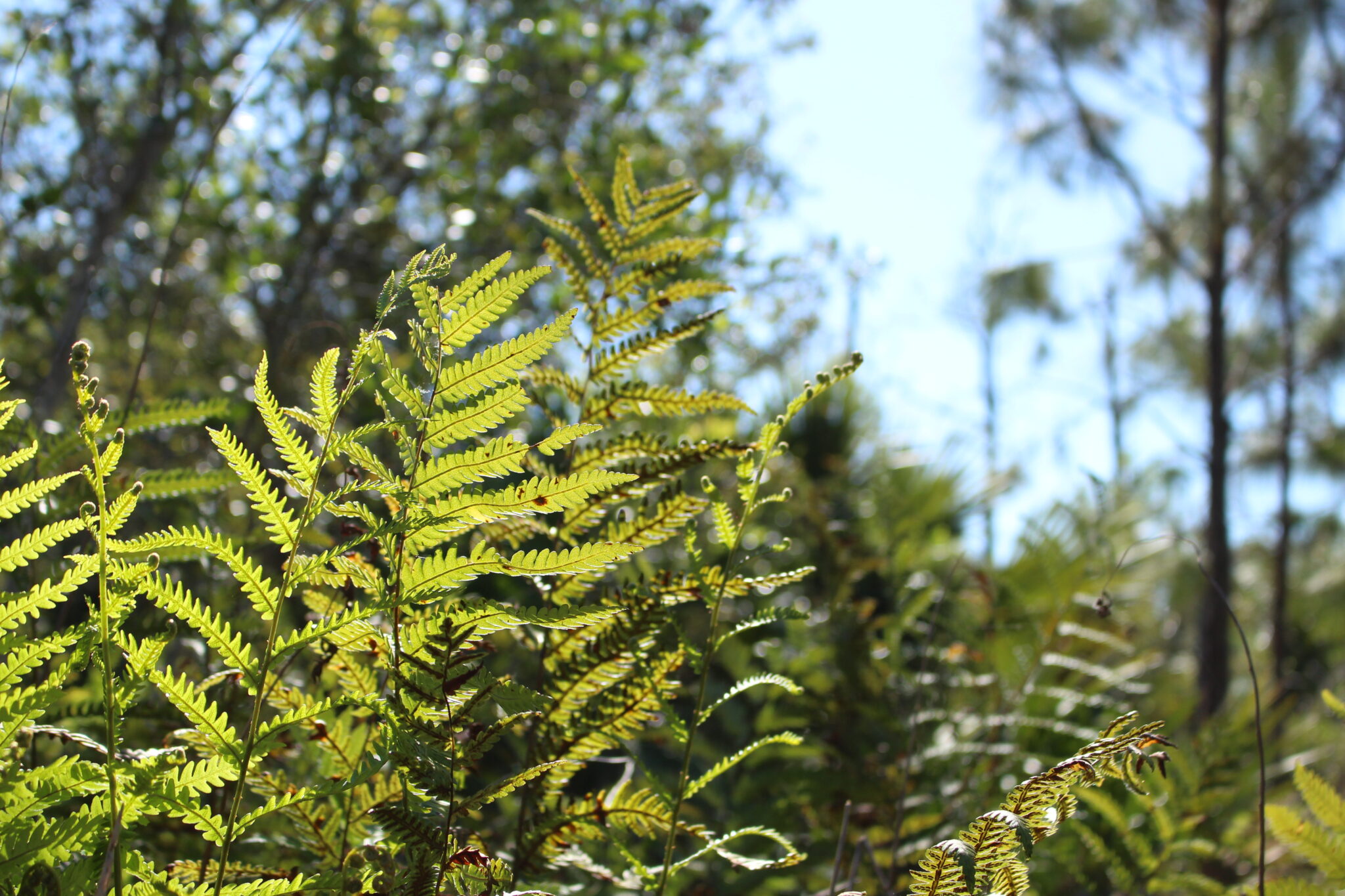 Cycads, Conifers, and Ferns | Naples Botanical Garden