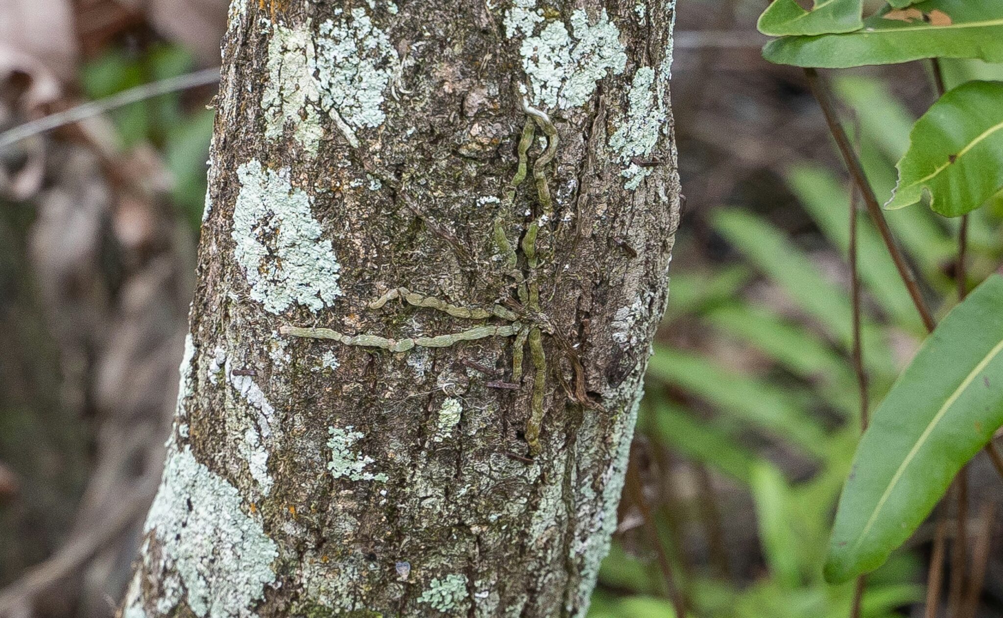 Garden Provides Habitat for Native Orchids as Wild Populations Decline ...