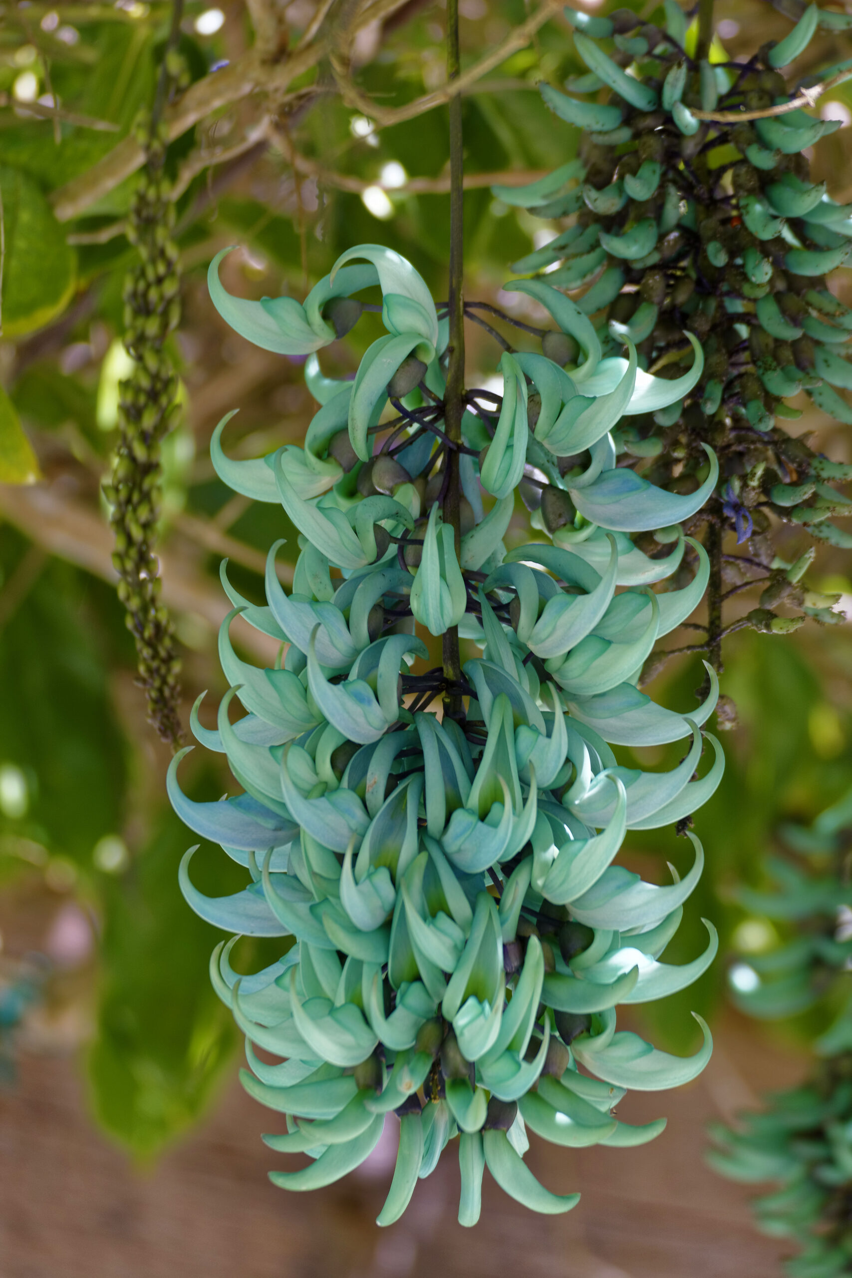 Vines | Naples Botanical Garden