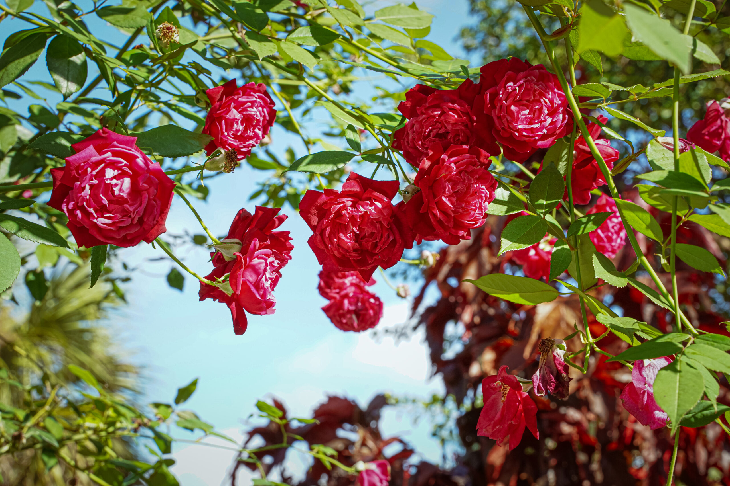 Contact Us | Naples Botanical Garden