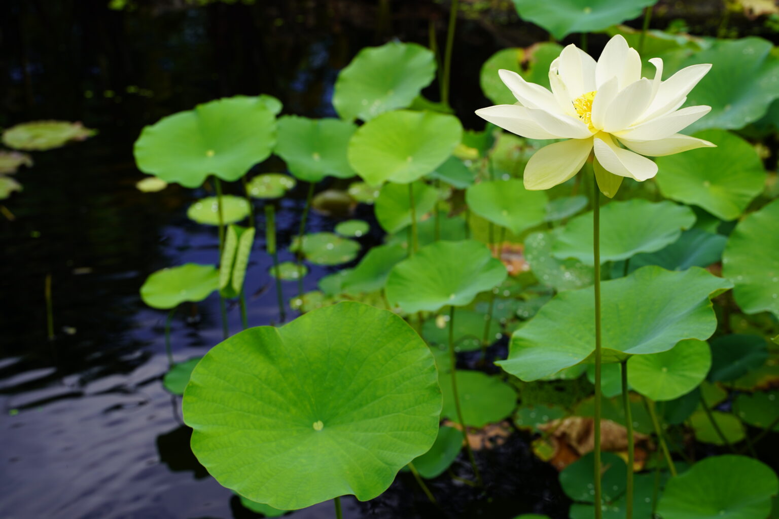 Aquatic Plants | Naples Botanical Garden