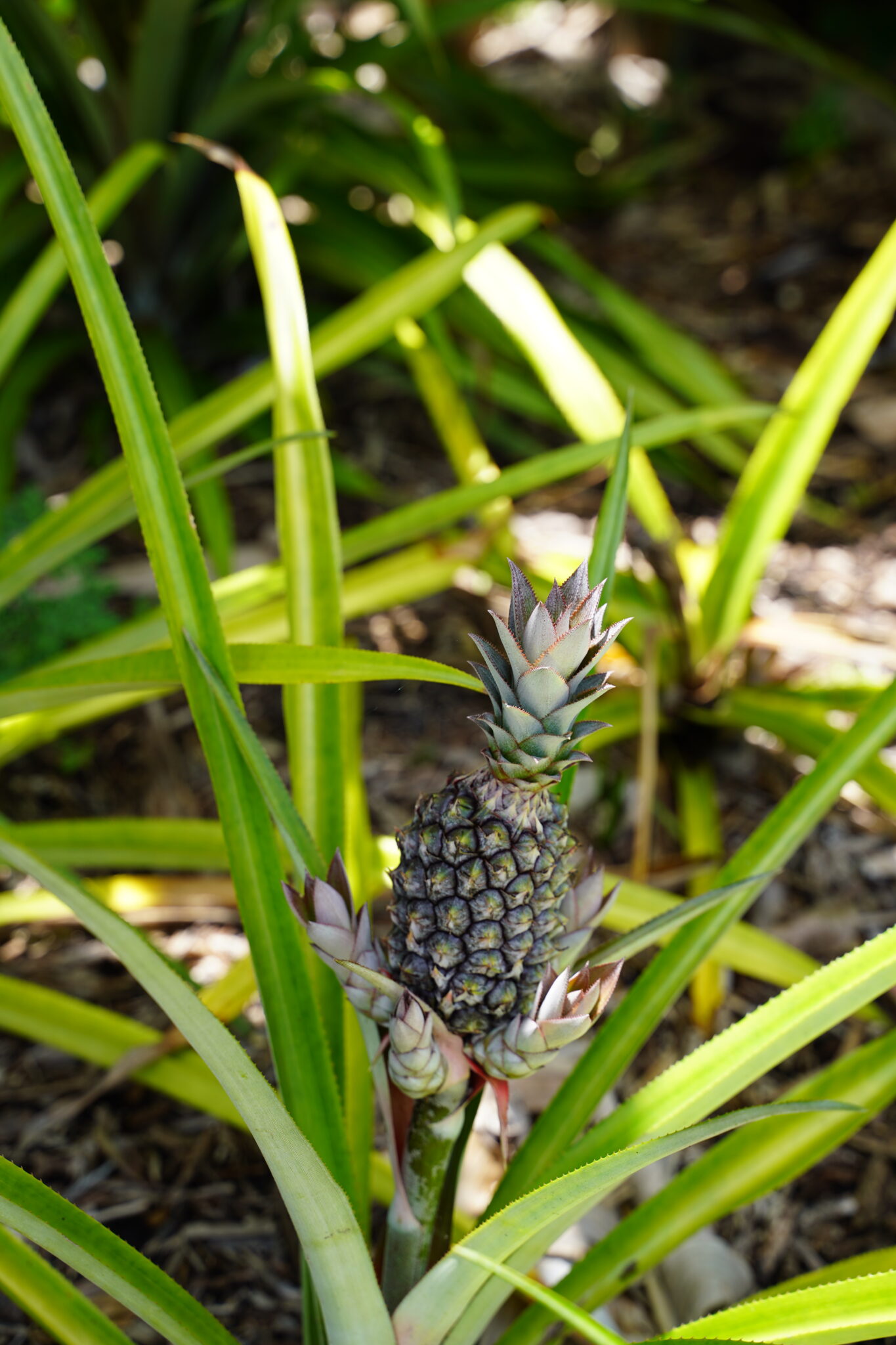 Bromeliads | Naples Botanical Garden