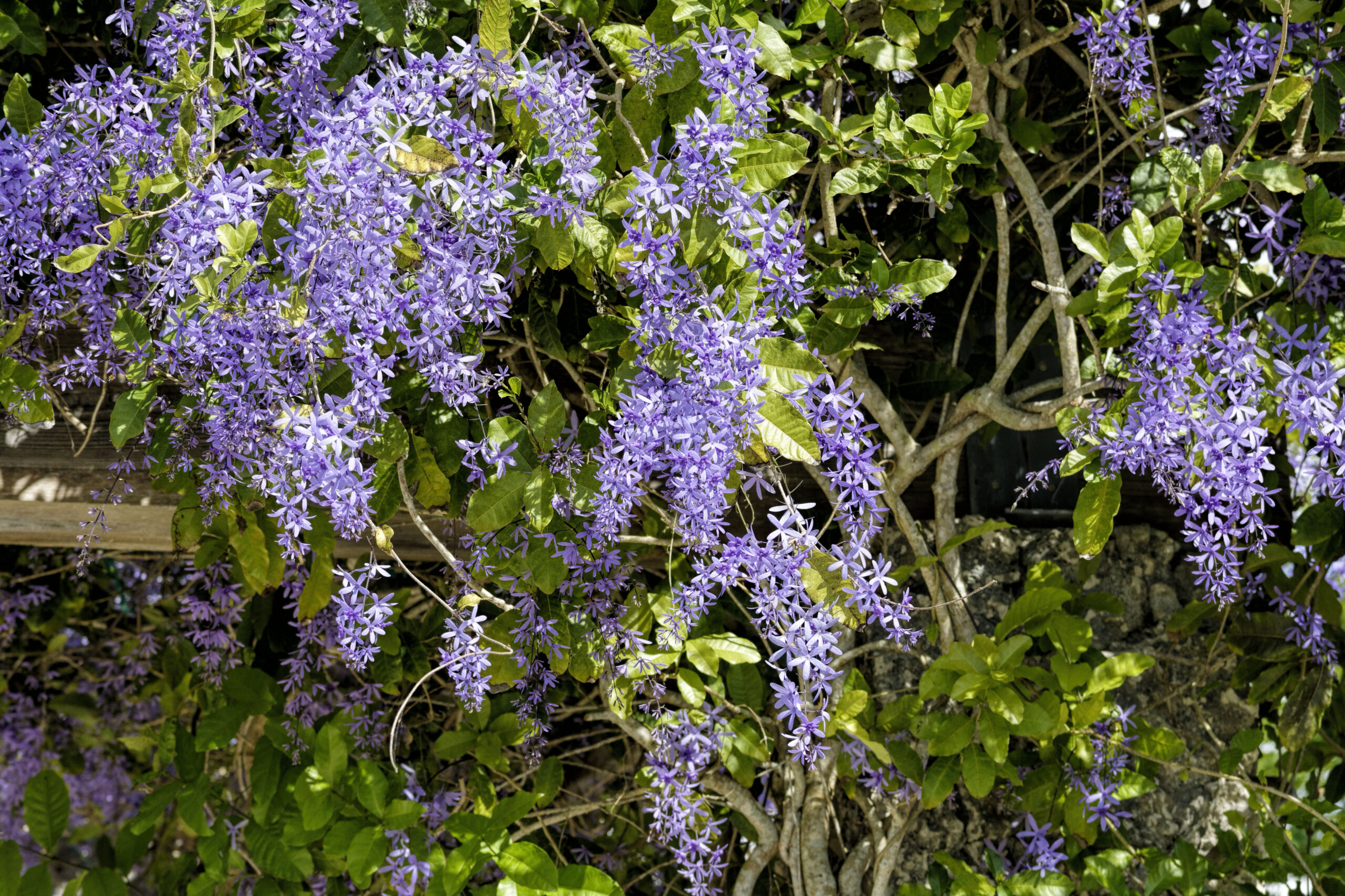 Limited-Time Reciprocal Discounts | Naples Botanical Garden