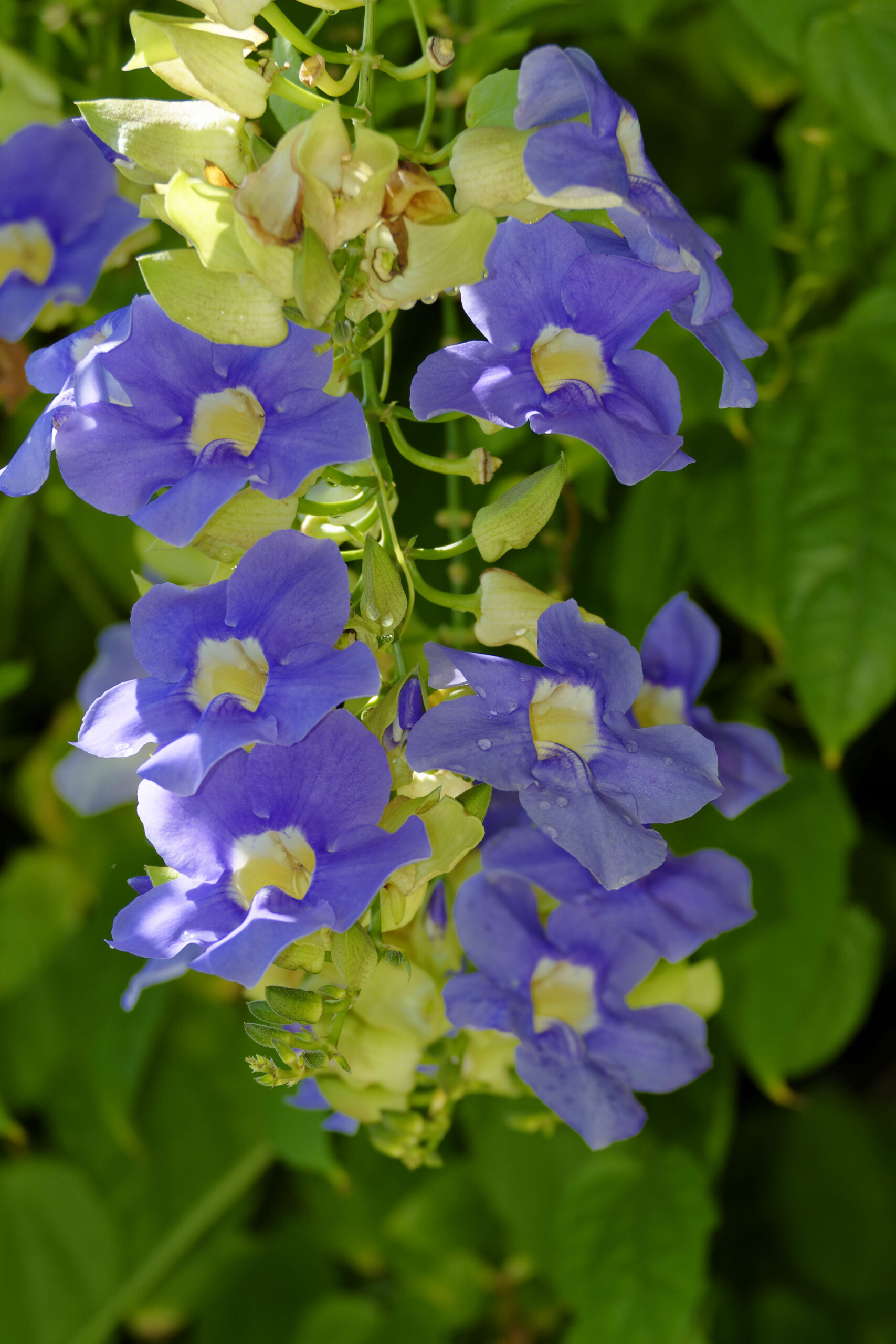 Vines | Naples Botanical Garden