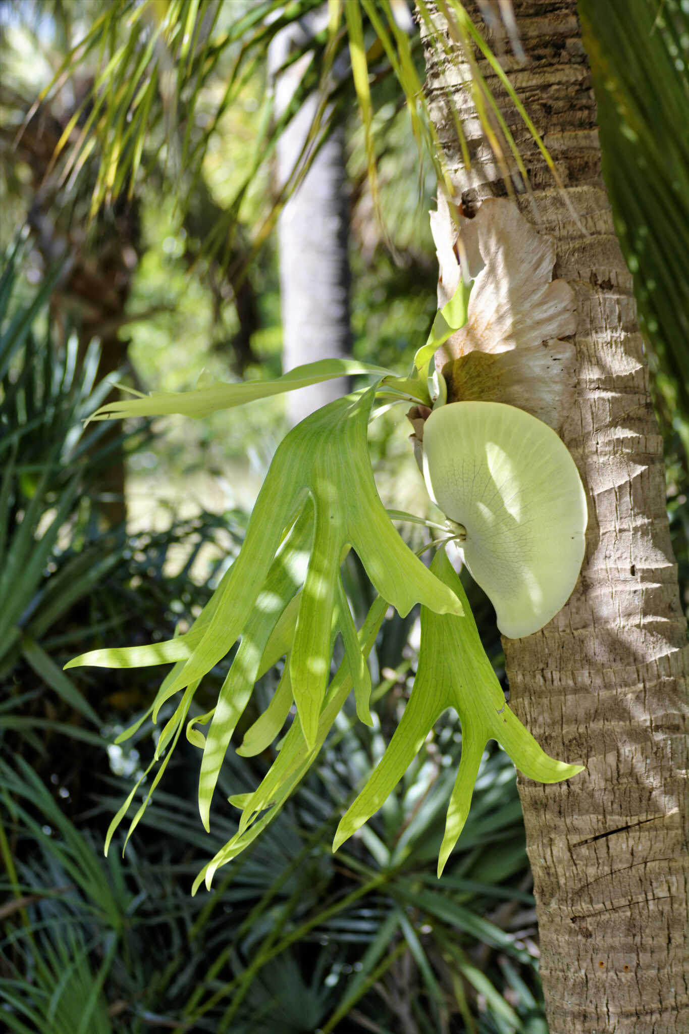 Orchids & Epiphytes | Naples Botanical Garden
