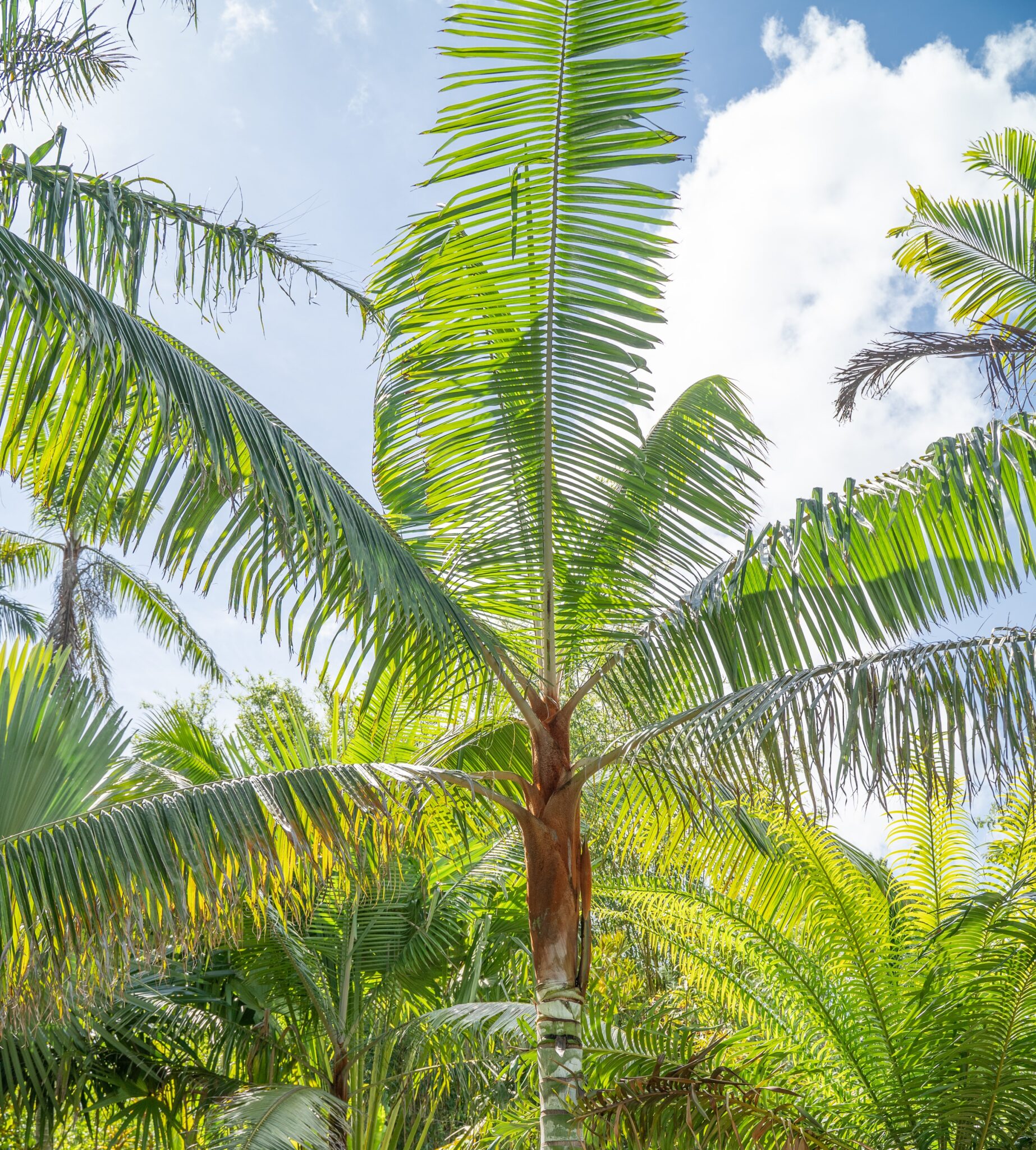 Palms | Naples Botanical Garden