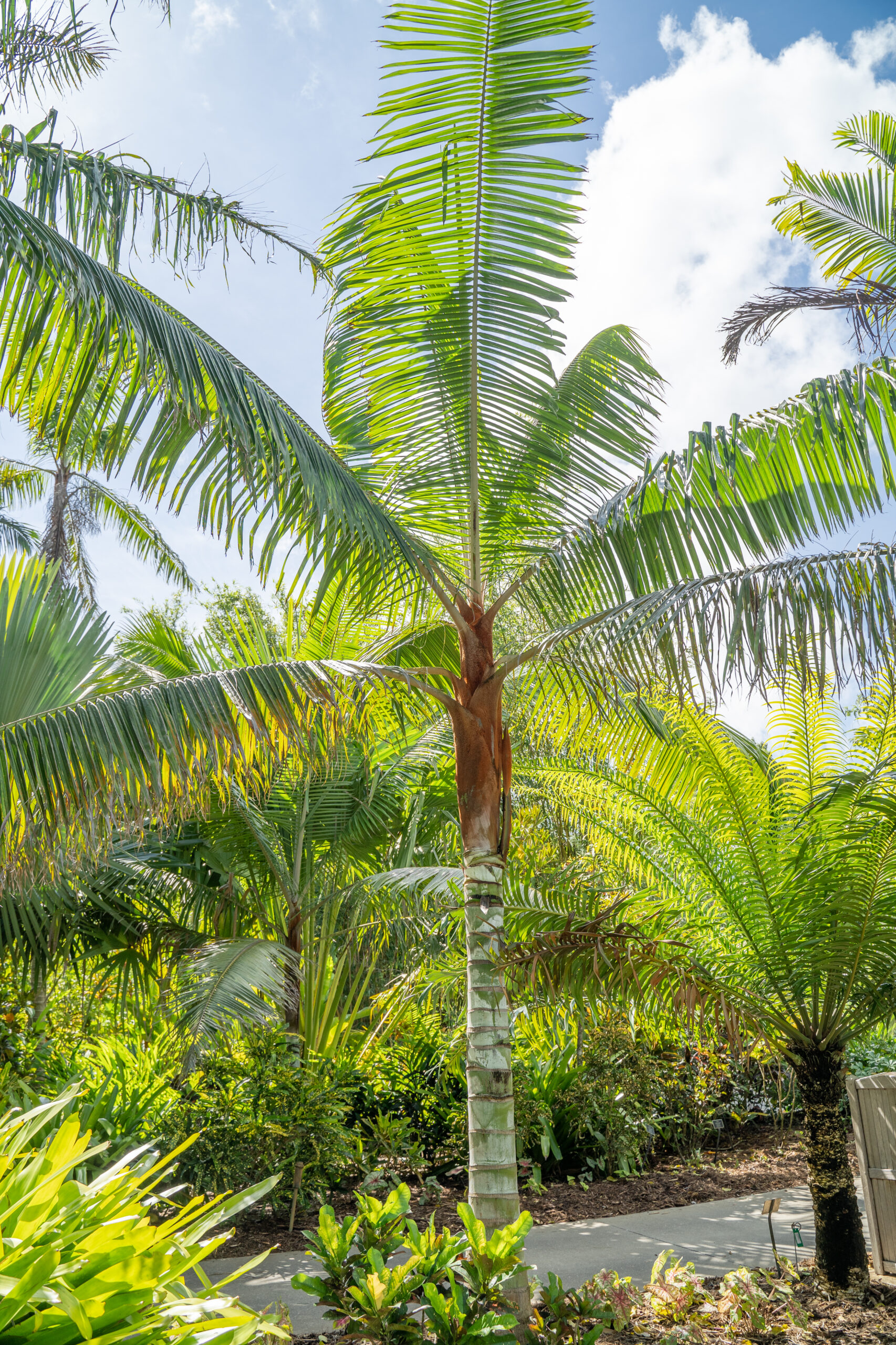 Collections | Naples Botanical Garden