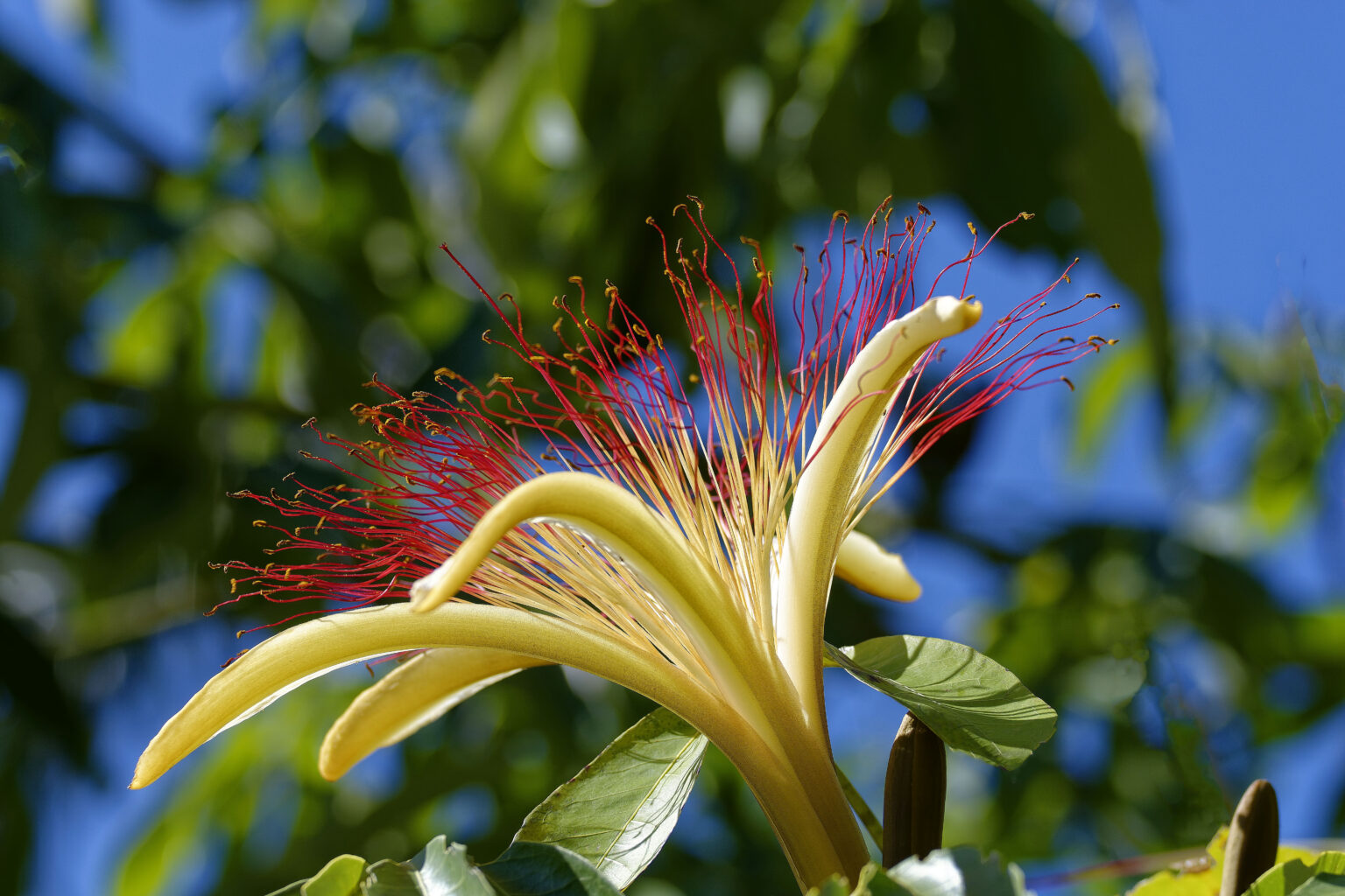 Flowering Trees | Naples Botanical Garden