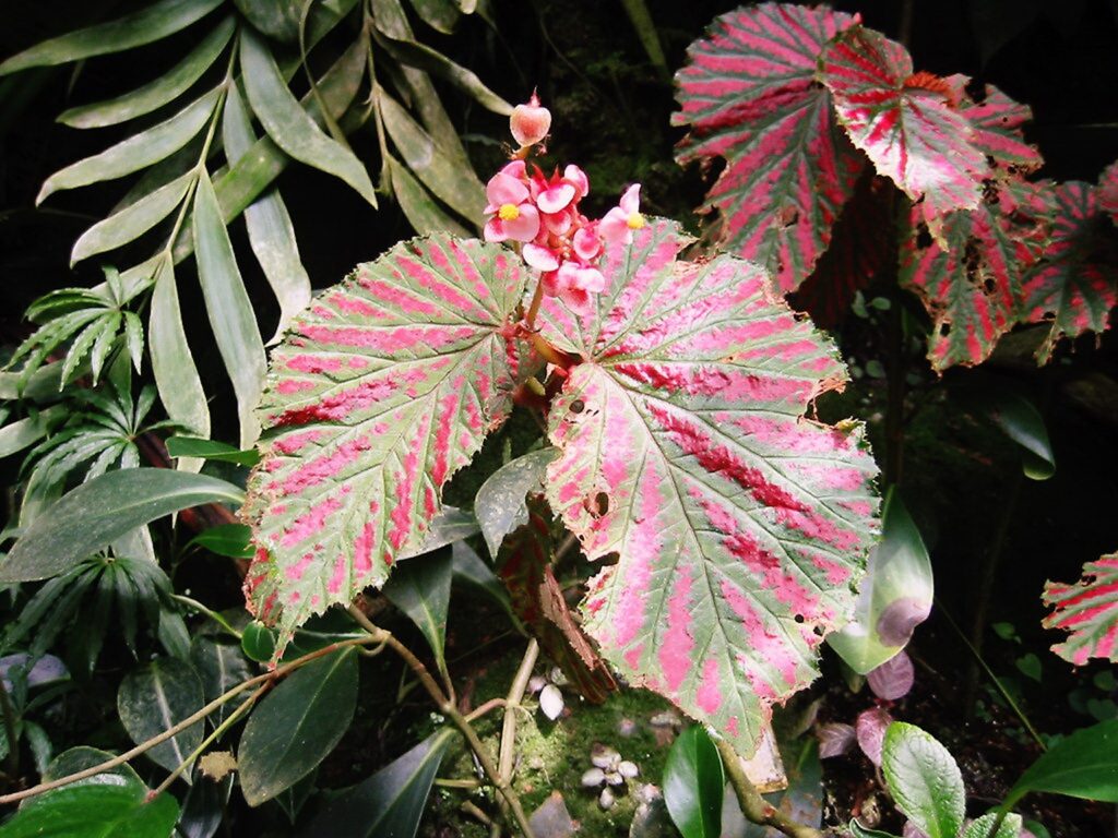 Tropical Foliage | Naples Botanical Garden