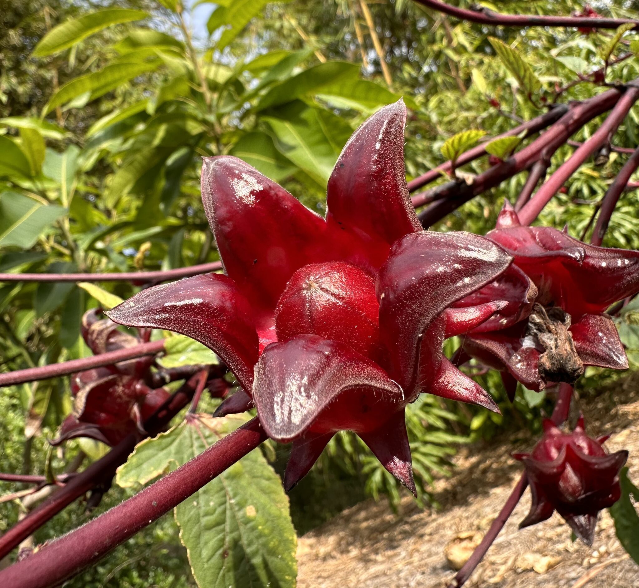 Florida cranberries? | Naples Botanical Garden