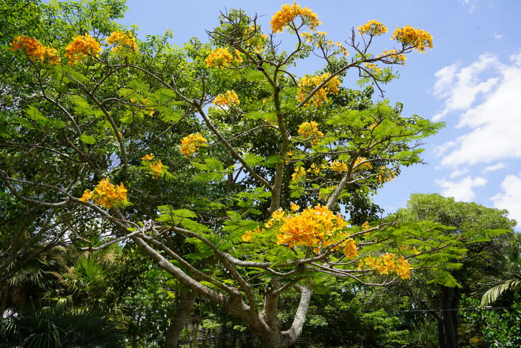 Flowering Trees | Naples Botanical Garden