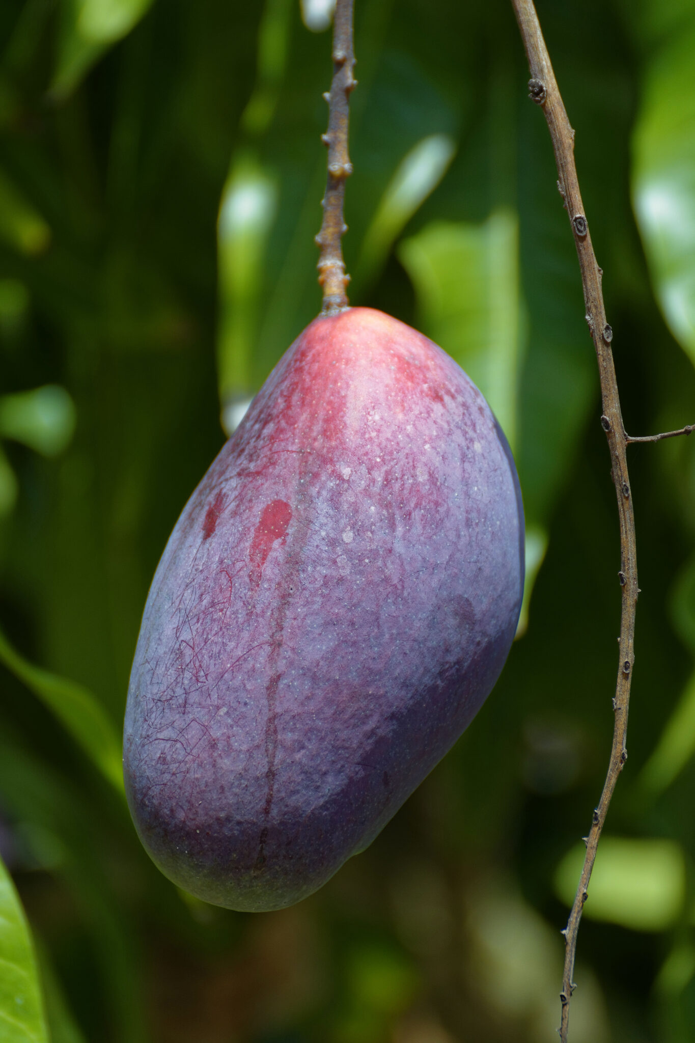 Growing the “King of Fruits” | Naples Botanical Garden