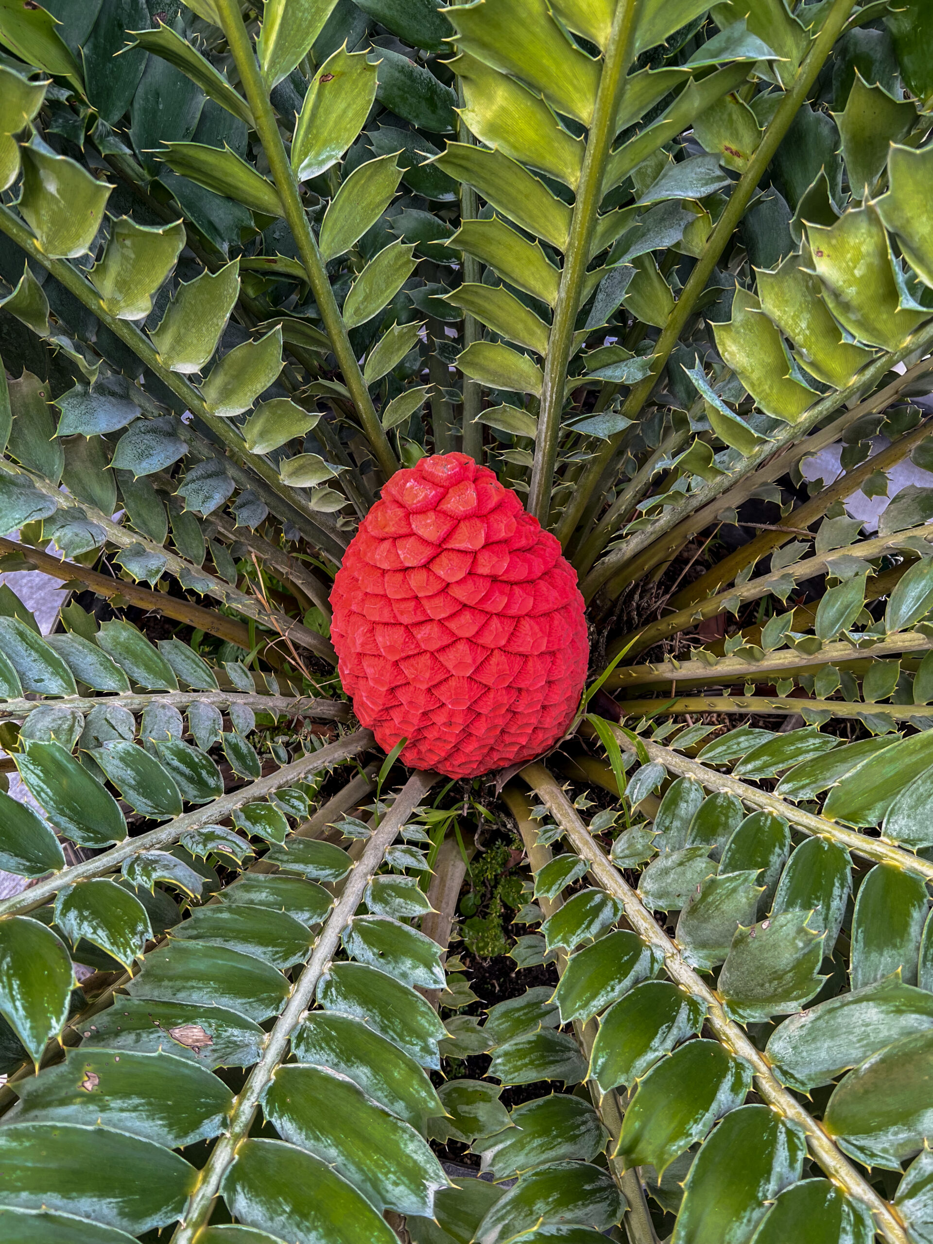 Cycads, Conifers, and Ferns | Naples Botanical Garden