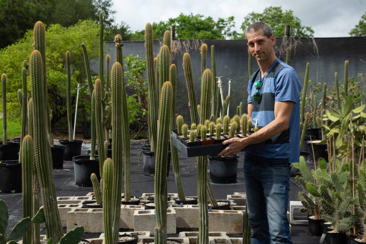 Coastal Cactus's Extinction in US Signals Impact of Rising Seas | Naples Botanical Garden