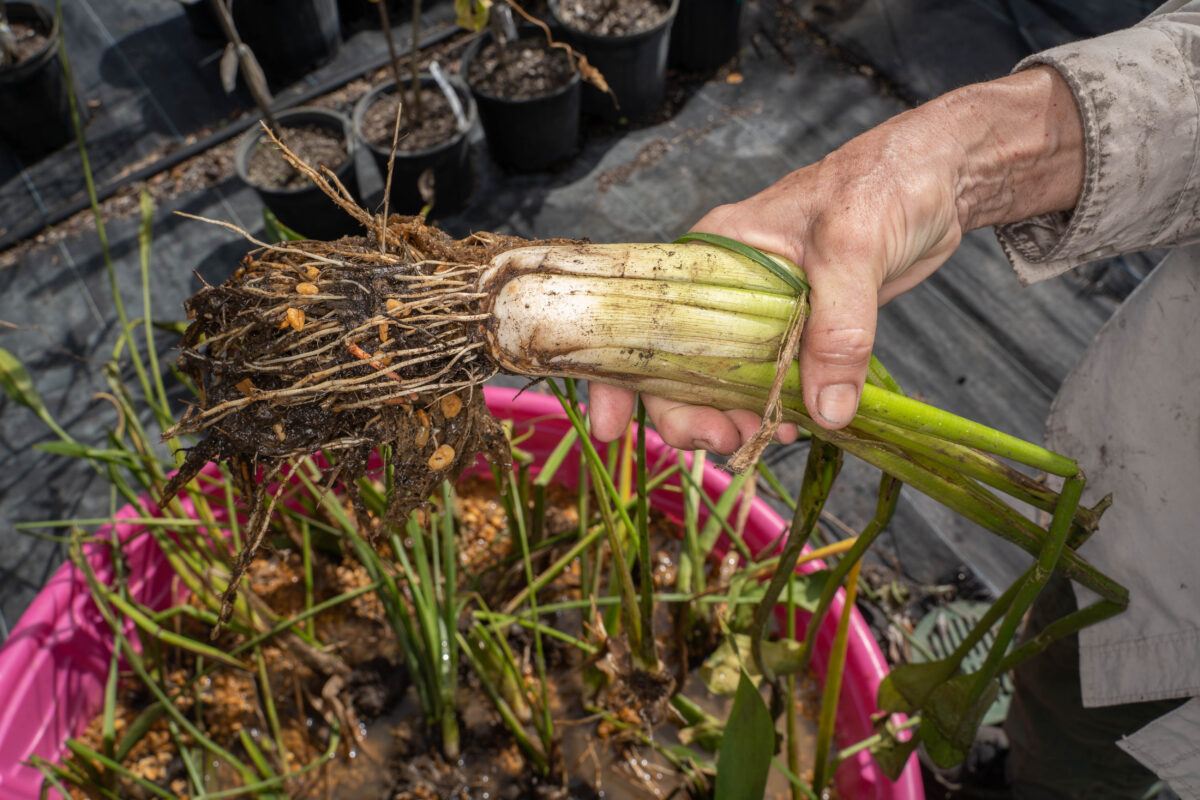 Discover the Garden’s Solution to Dirty Runoff Water: Plants! | Naples ...