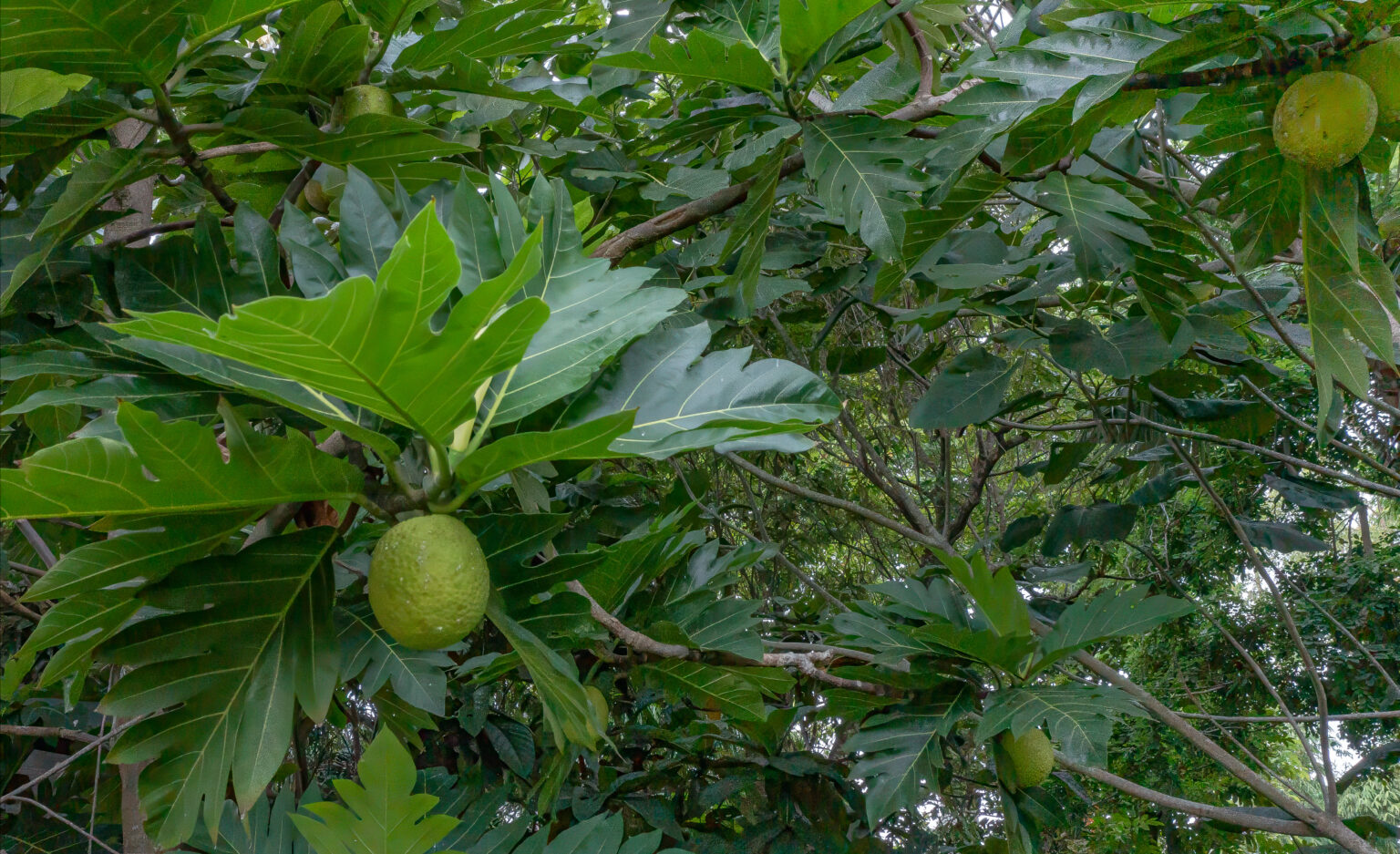 A Toast to Our First Breadfruit Harvest | Naples Botanical Garden