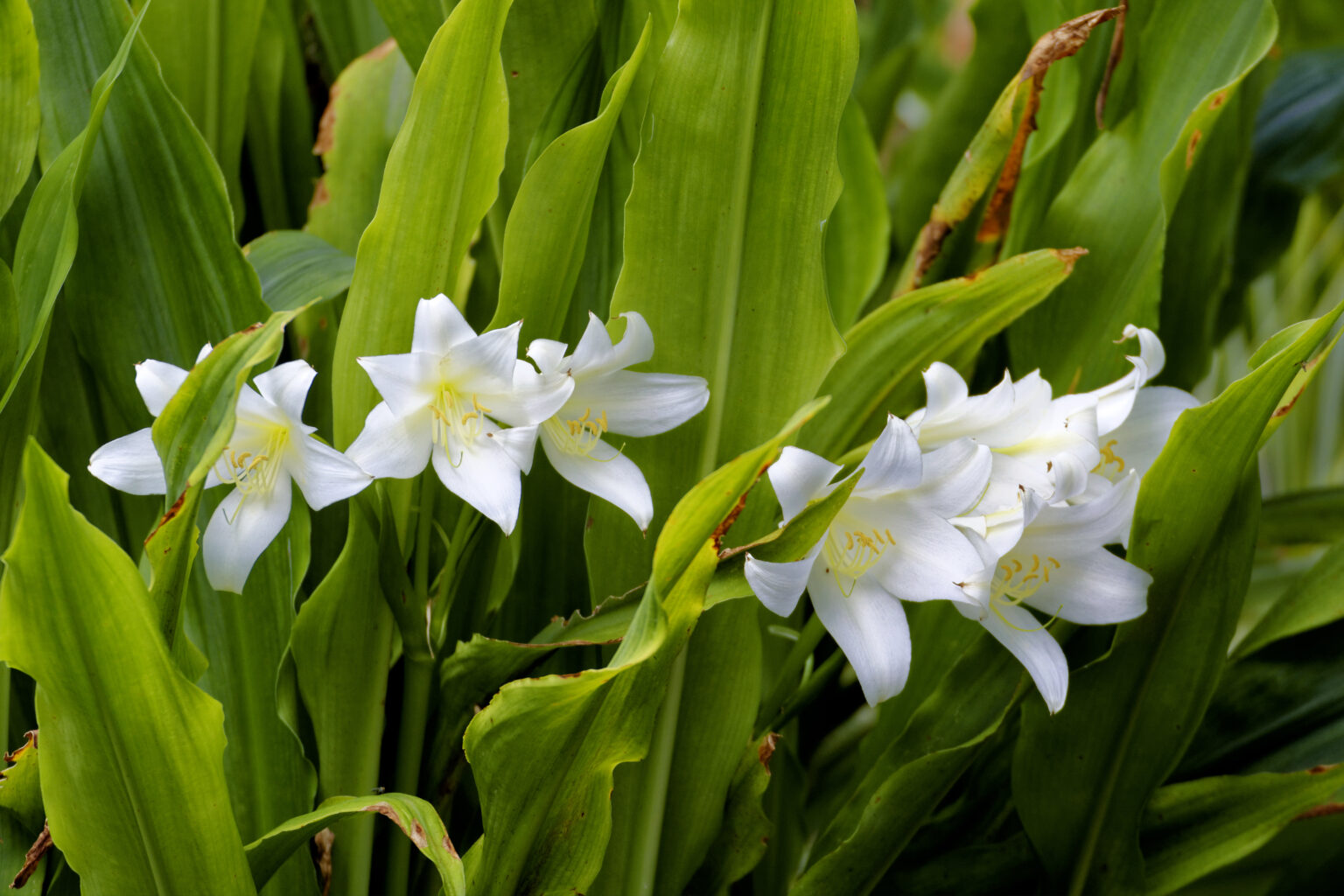 Protecting Water with Plants: A How-To Guide for SWFL Homeowners ...