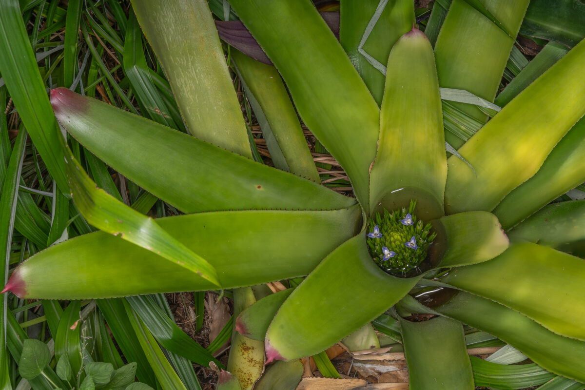 Bromeliads Bursting in Air | Naples Botanical Garden