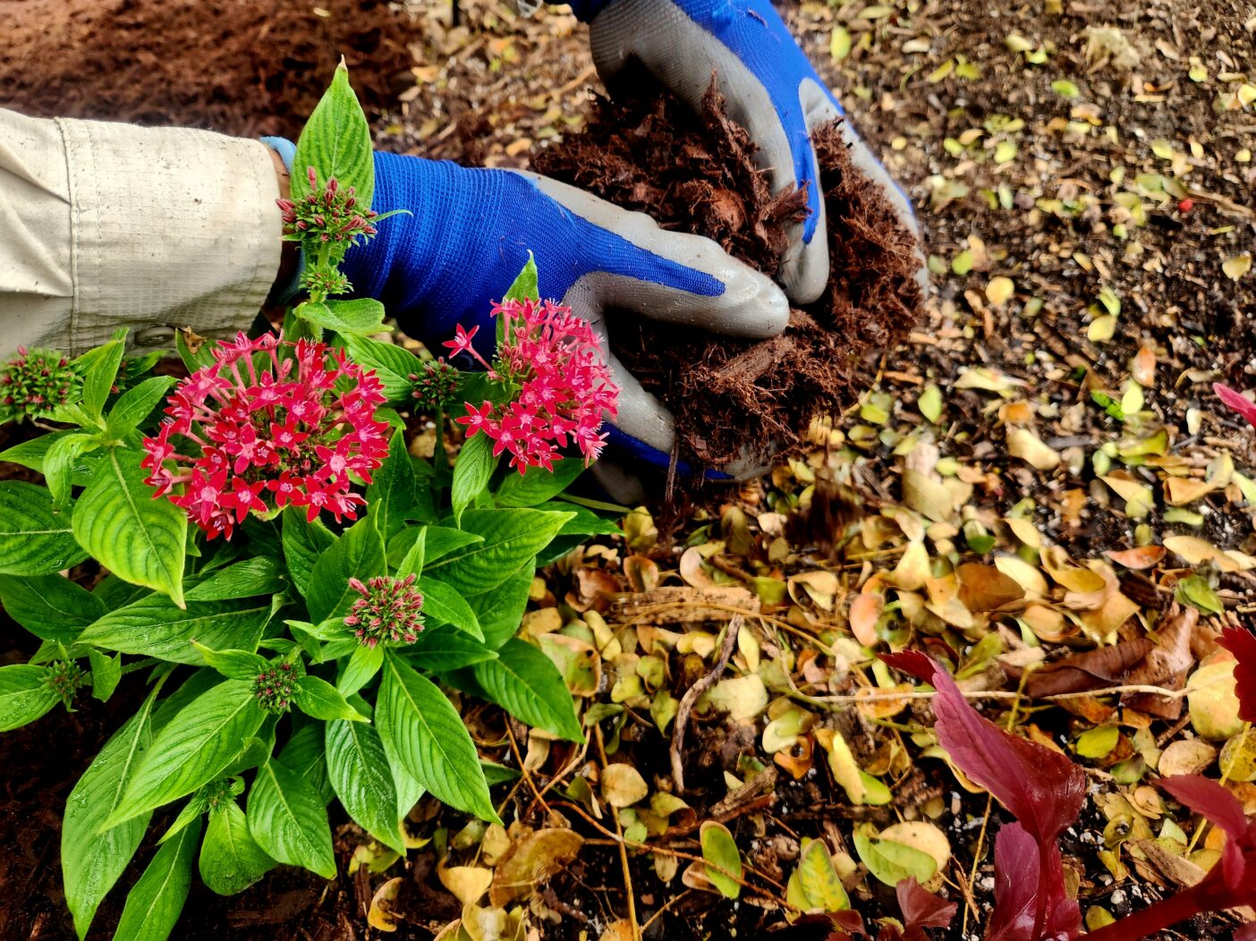 Leave Your Leaf Litter | Naples Botanical Garden