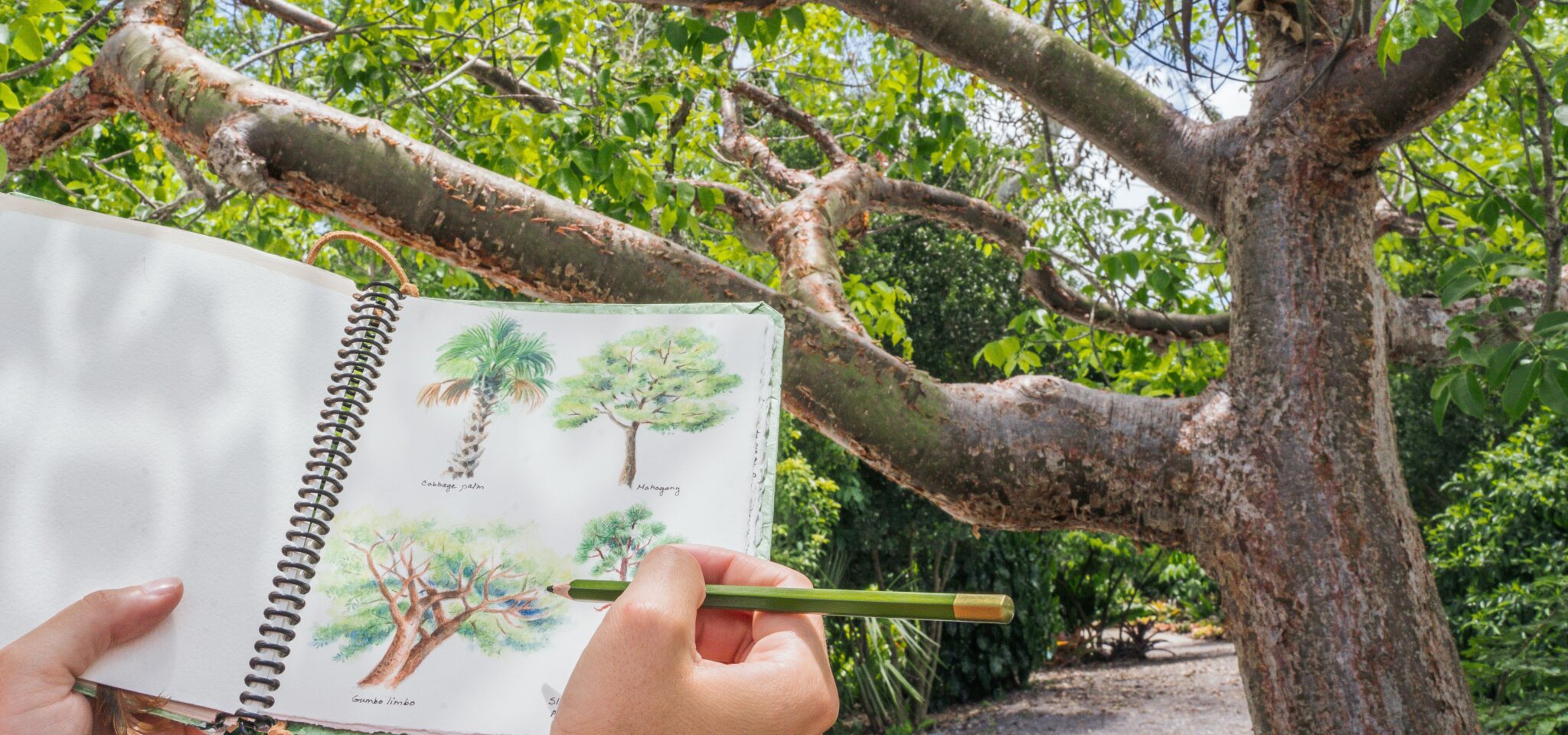 Advanced Nature Journaling Workshop: Form, Space & Texture | Naples ...