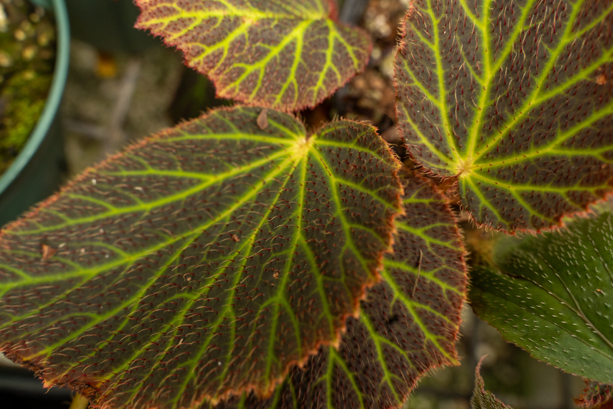 Where the Begonias Grow | Naples Botanical Garden