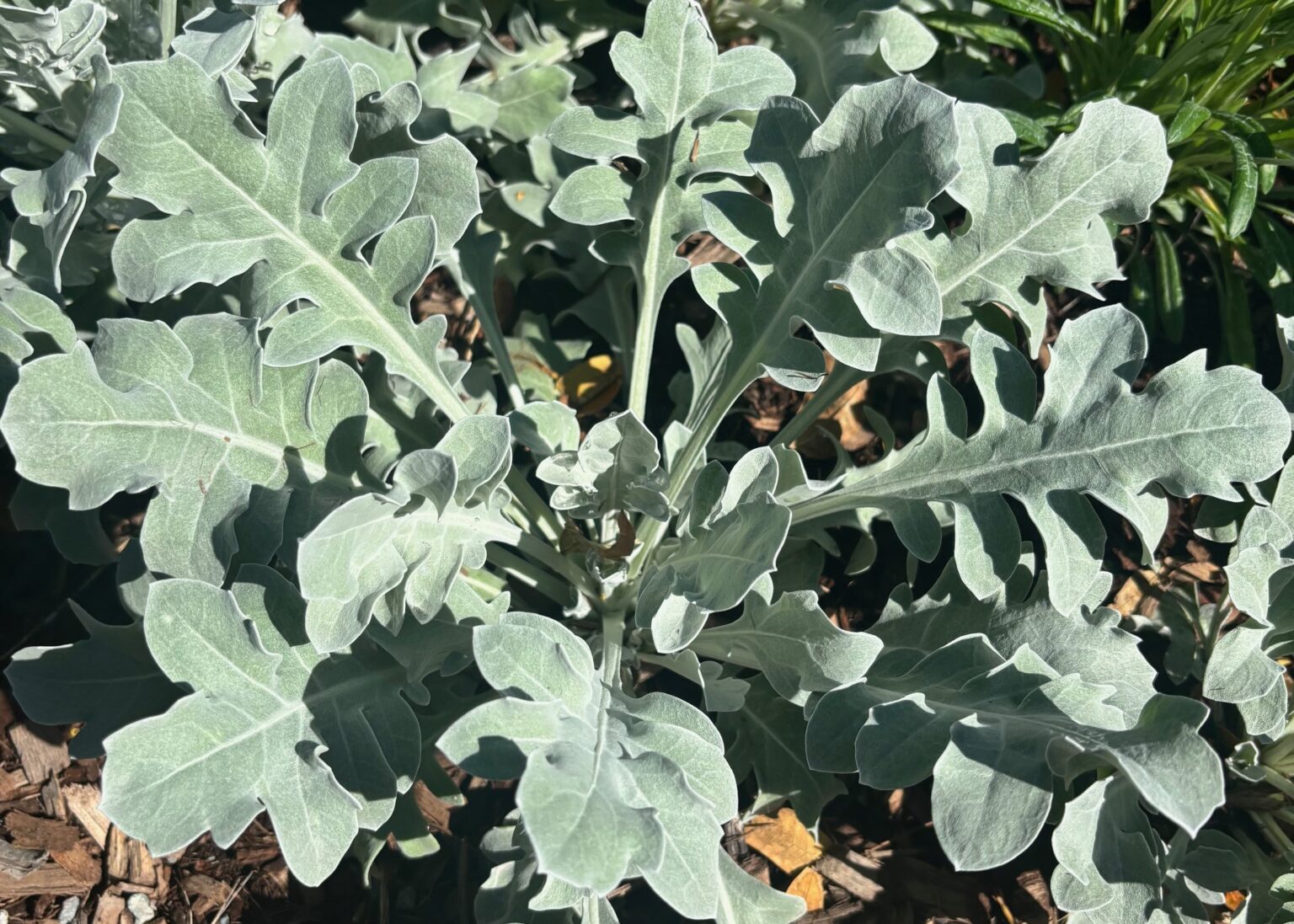 Tropical Plants for the Holidays | Naples Botanical Garden