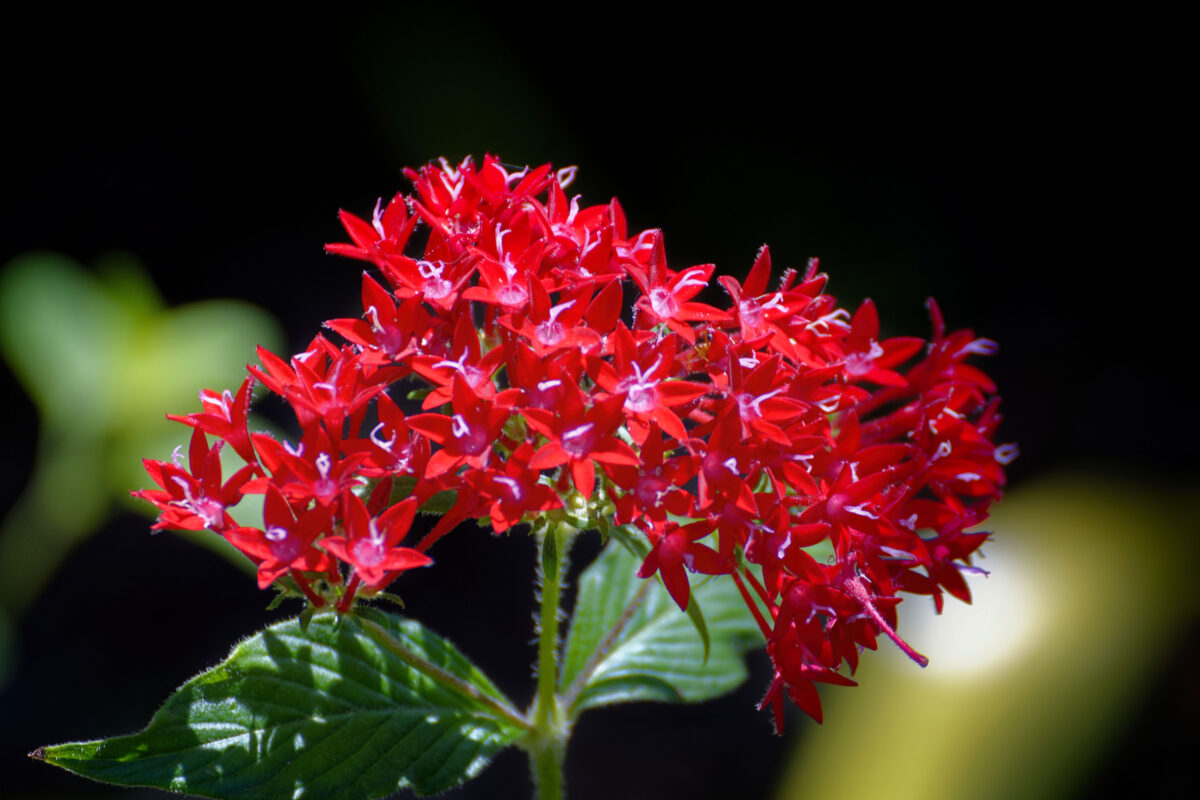 Tropical Plants for the Holidays | Naples Botanical Garden