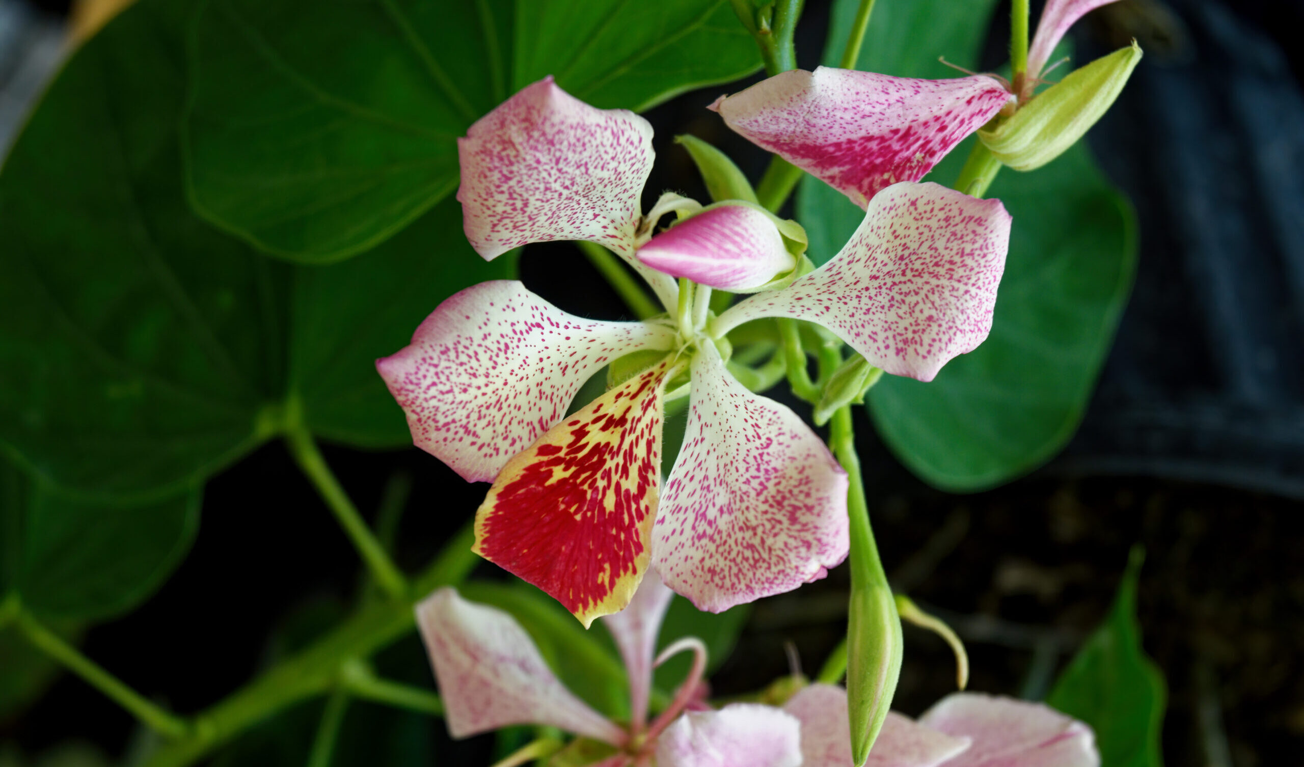 Homepage | Naples Botanical Garden