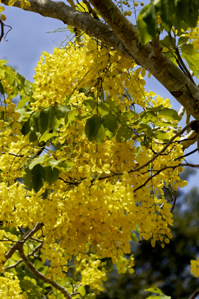 Naples Botanical Garden Plant Sale Care Guide | Naples Botanical Garden