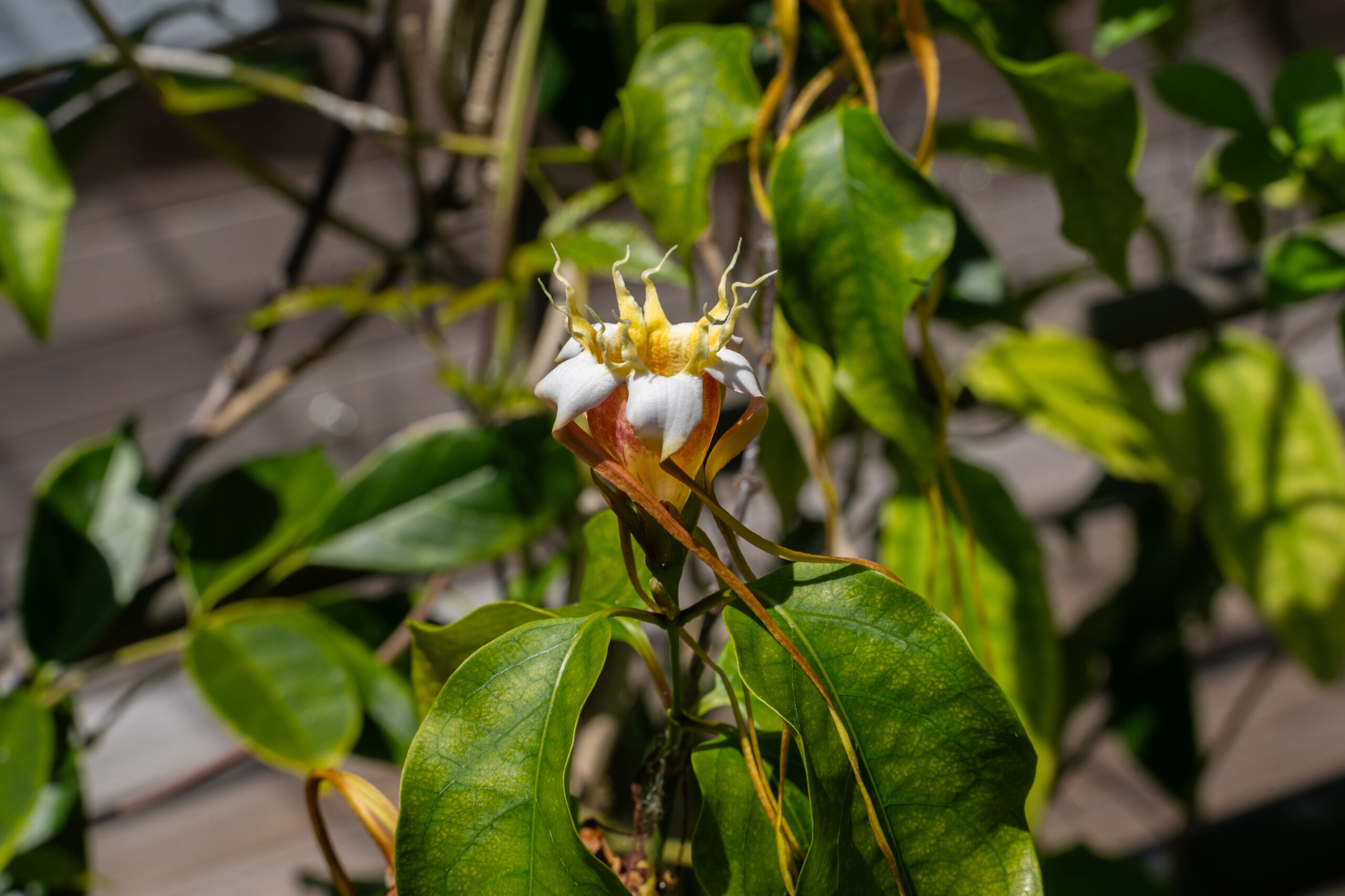 Spring Blooms, Summer Flowers | Naples Botanical Garden