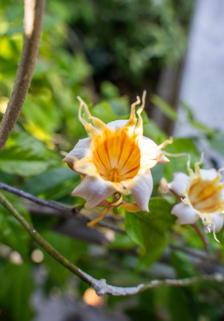 Spring Blooms, Summer Flowers | Naples Botanical Garden