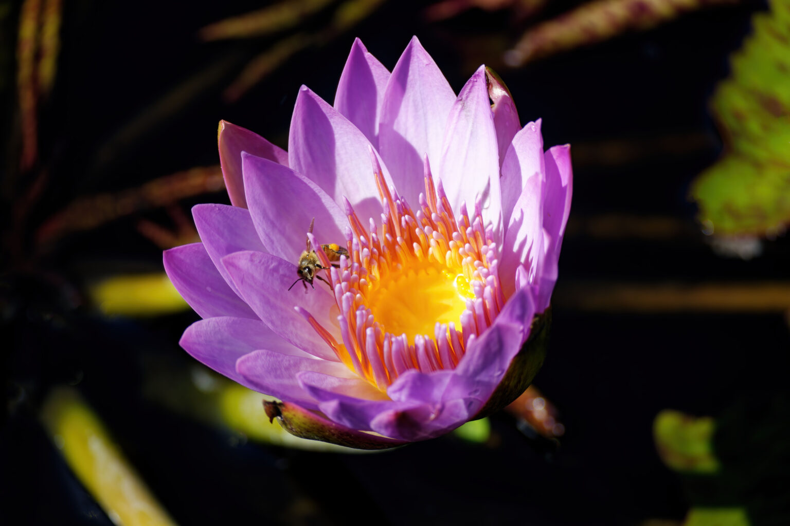 Planting for All Pollinators | Naples Botanical Garden