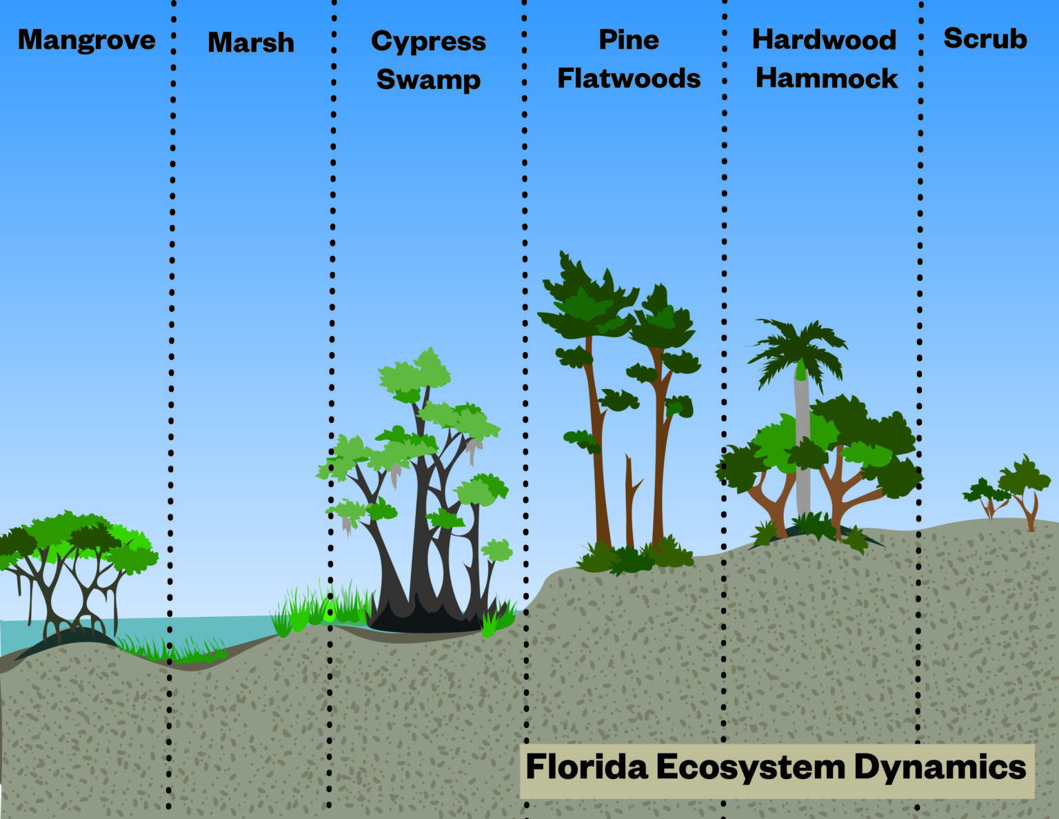 When the Wind Changes: A Story of Inches and Ecosystem Shifts | Naples ...