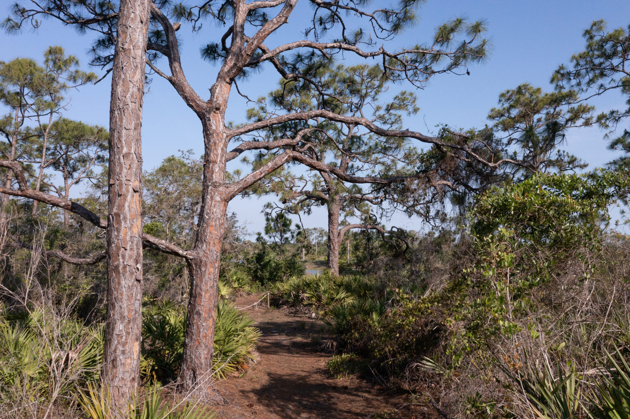 When the Wind Changes: A Story of Inches and Ecosystem Shifts | Naples ...