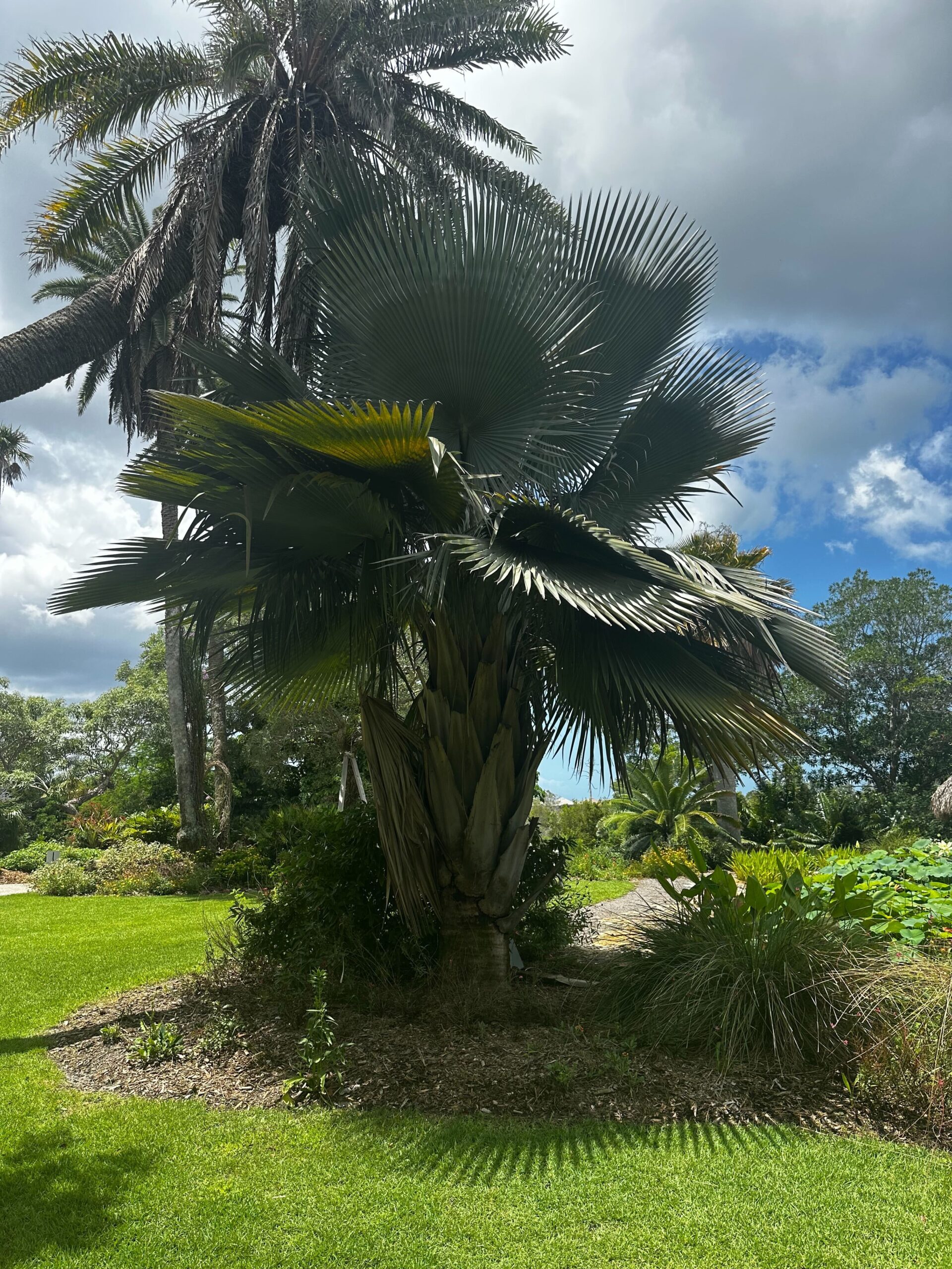 Florida Landscaping 101: Right Palm, Right Place | Naples Botanical Garden