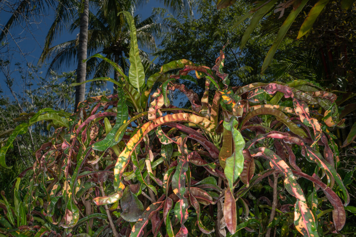 Florida Landscaping 101: Layering Plants for a Natural Look | Naples ...