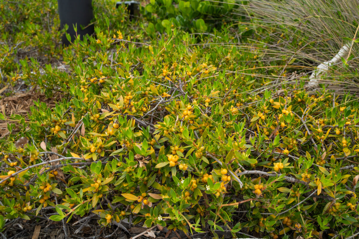 Florida Landscaping 101: Exploring Texture & Color | Naples Botanical ...