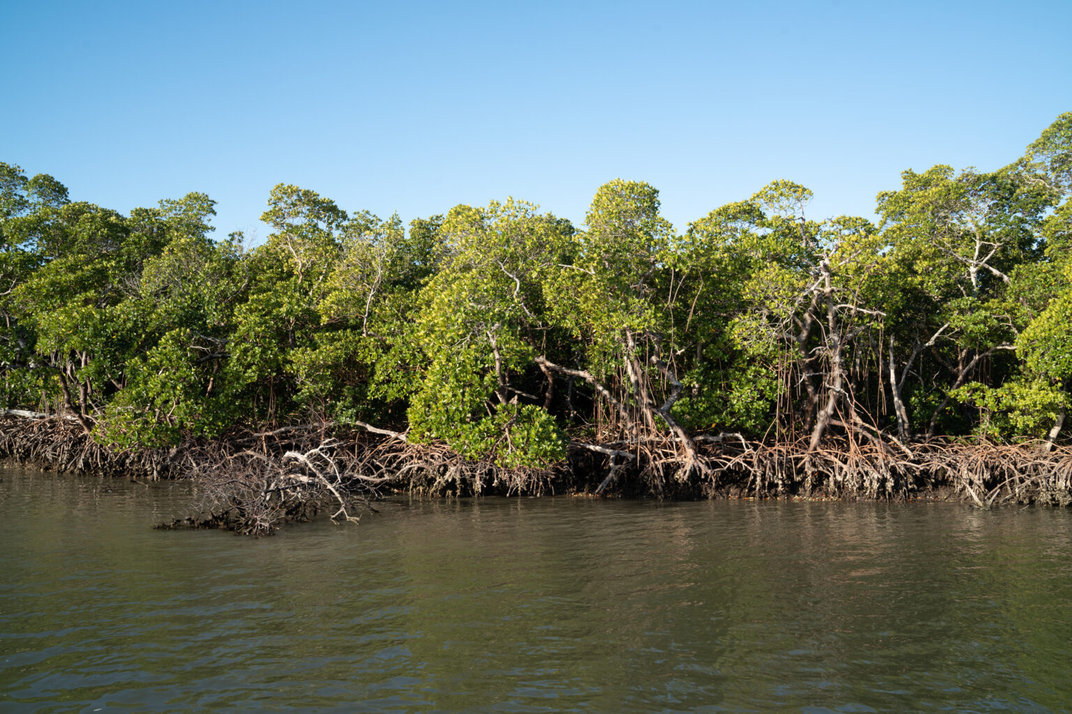 From Shade to Shelter: How Keystone Trees Sustain Life | Naples ...
