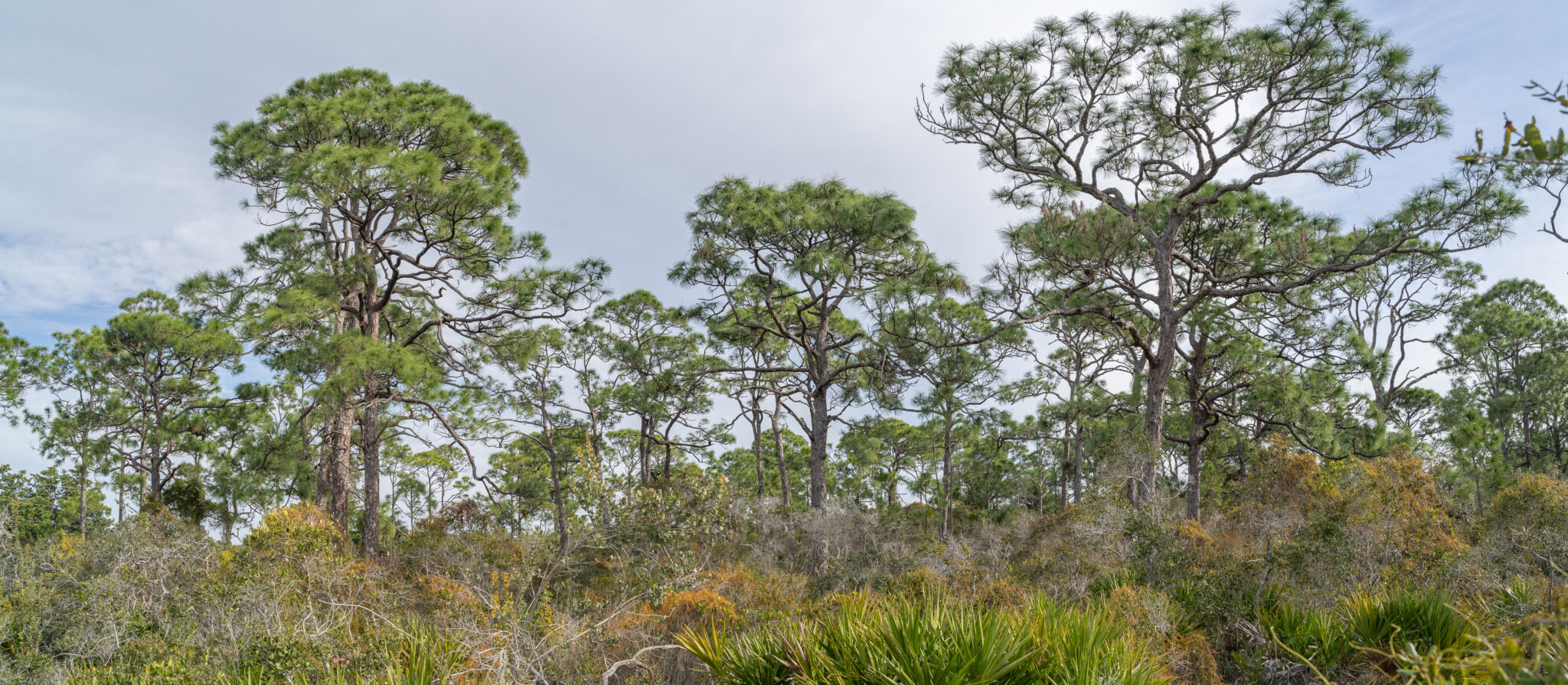 From Shade to Shelter: How Keystone Trees Sustain Life | Naples ...