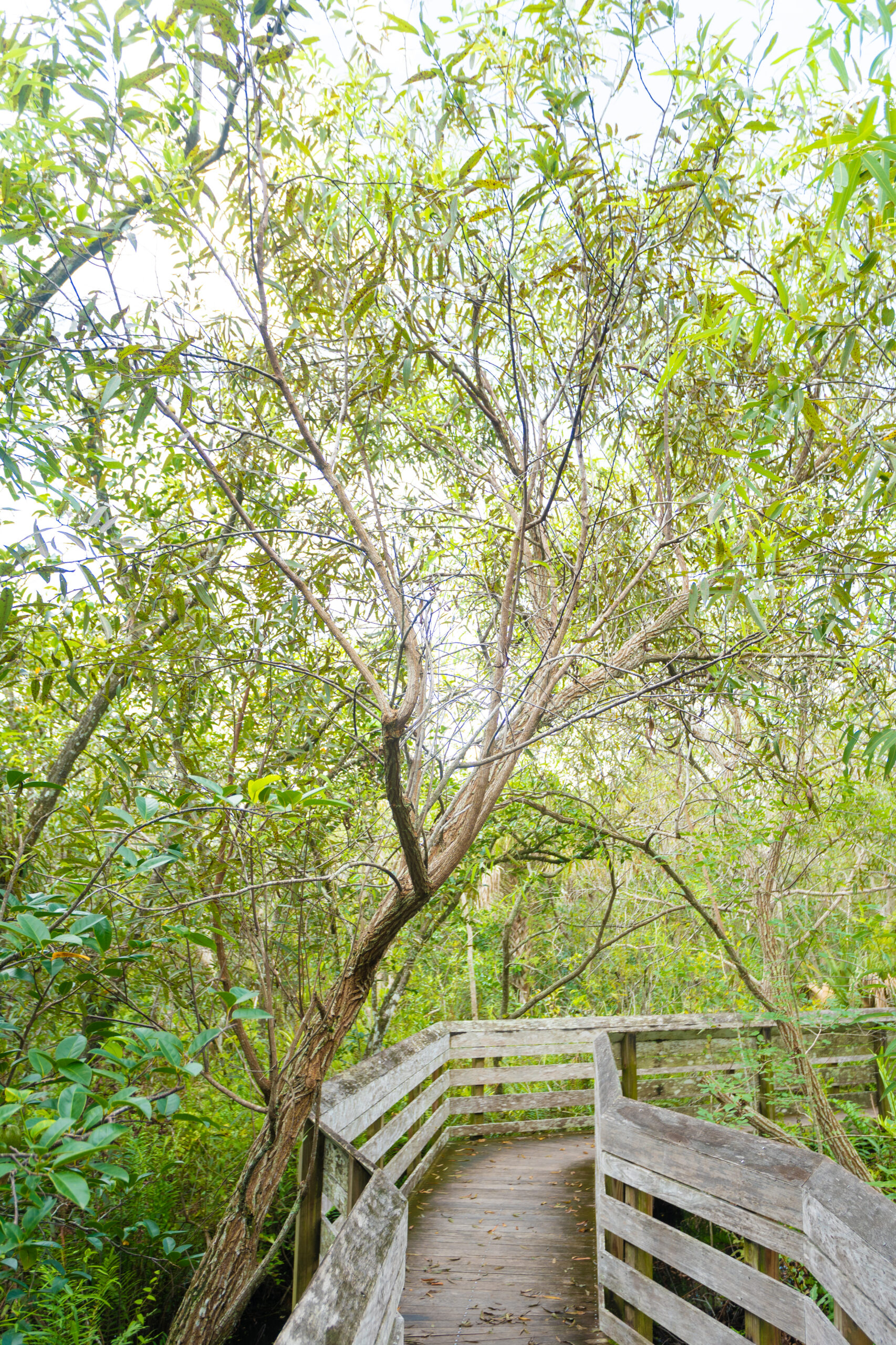 From Shade to Shelter: How Keystone Trees Sustain Life | Naples ...