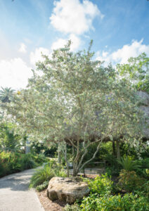 From Shade to Shelter: How Keystone Trees Sustain Life | Naples ...
