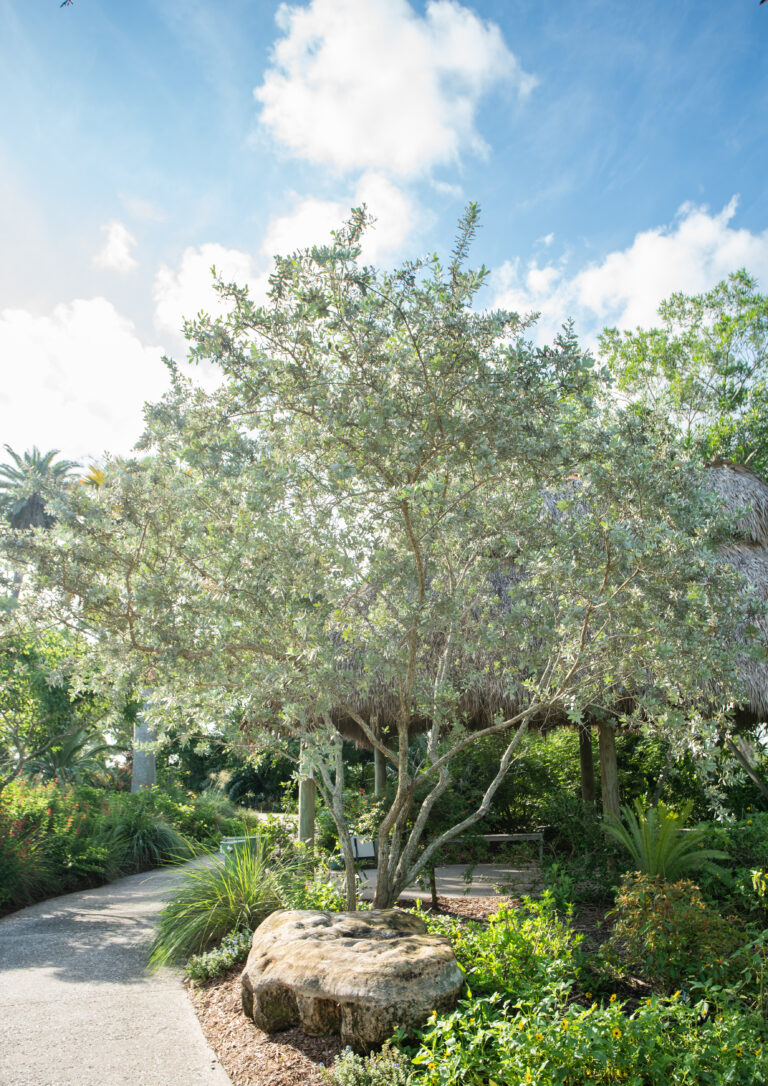 From Shade to Shelter: How Keystone Trees Sustain Life | Naples ...