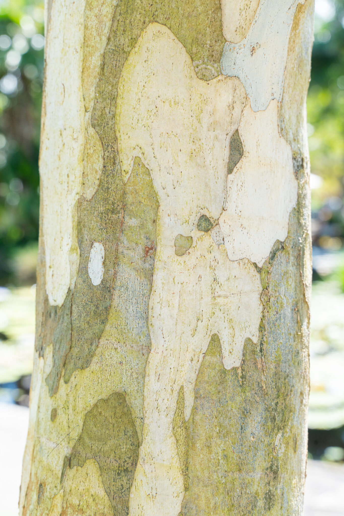 Seeing the Garden for the Trees | Naples Botanical Garden