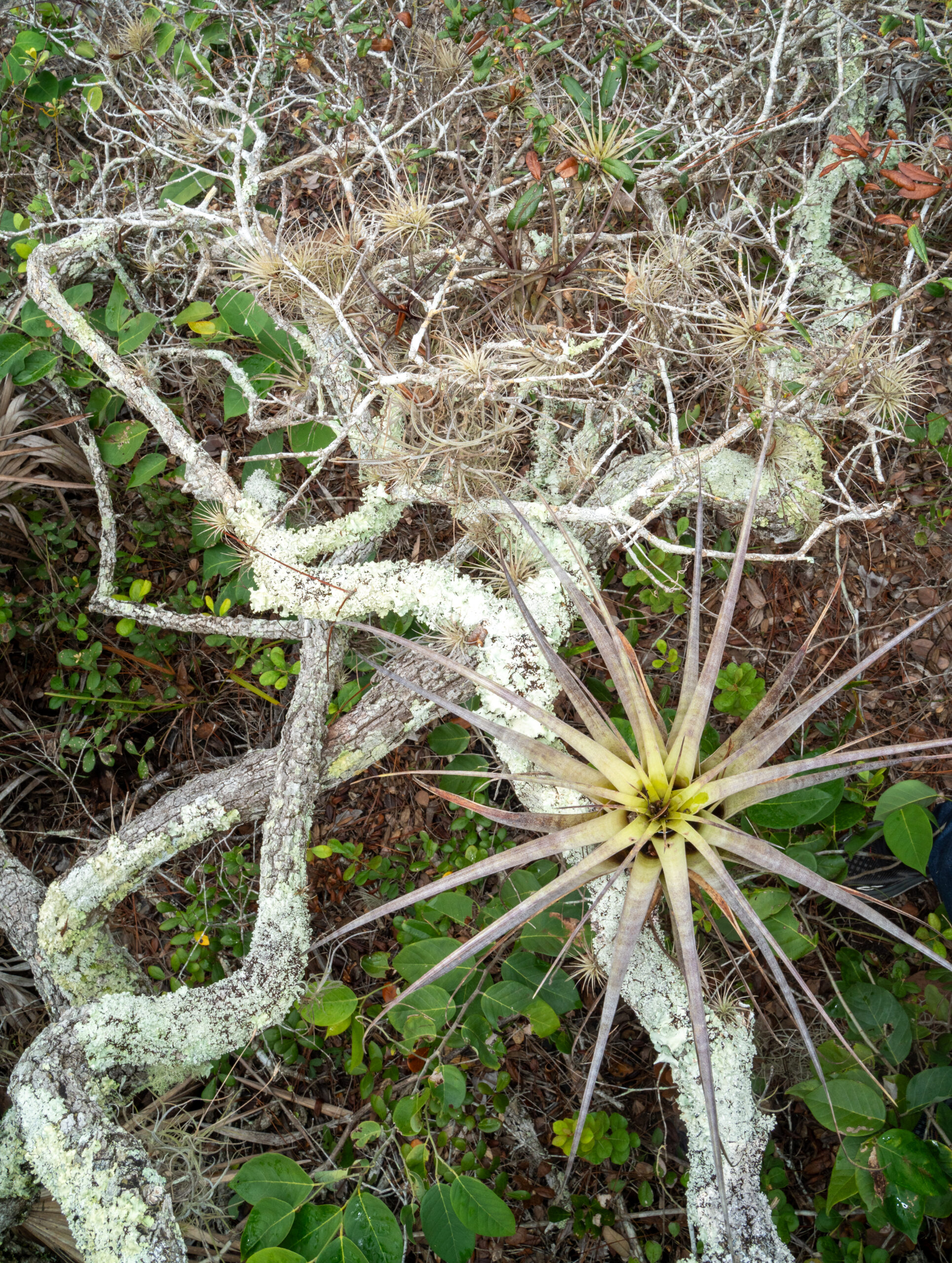 How Did That Plant Get Up There? | Naples Botanical Garden